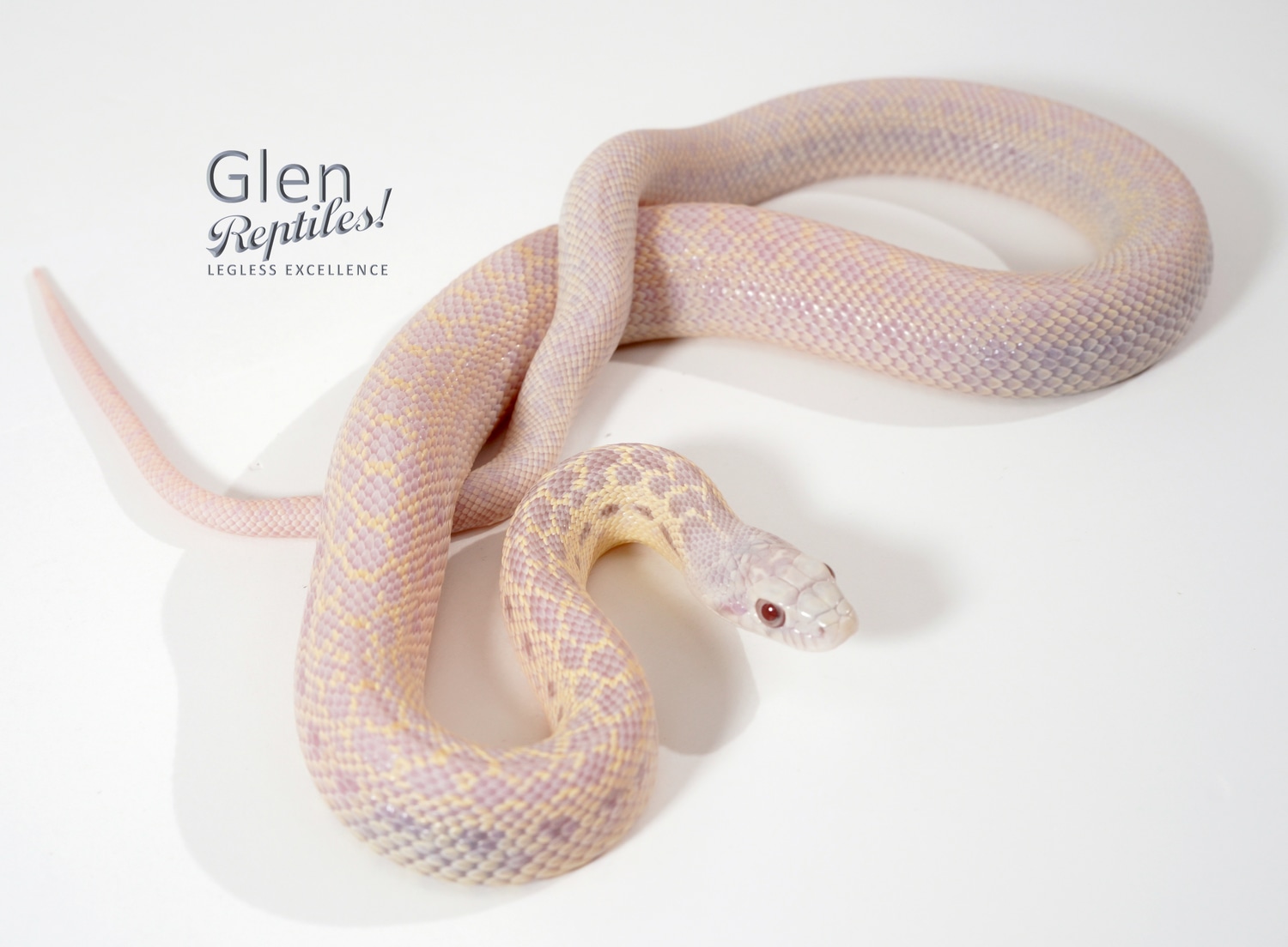 ENVY SNOW (Klumper's Albino) San Diego Gopher Gopher Snake by Glen ...