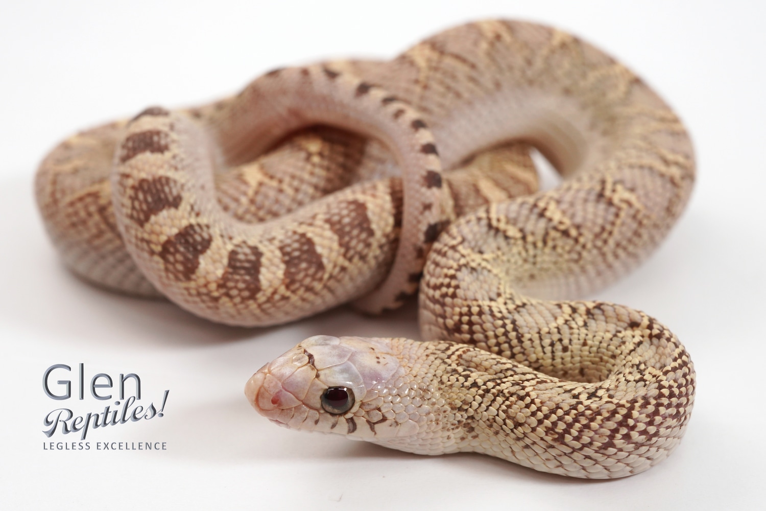 Hypo, White-sided Bullsnake by Glen Reptiles - MorphMarket
