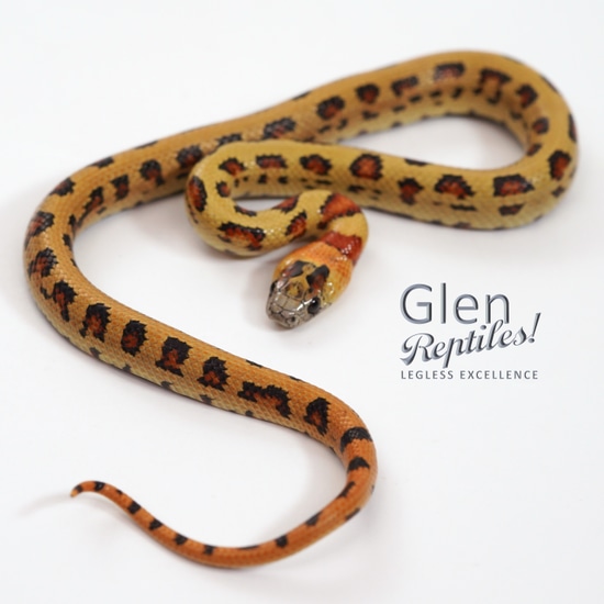 Variable Kingsnake Nuevo Leon Kingsnake by Glen Reptiles - MorphMarket