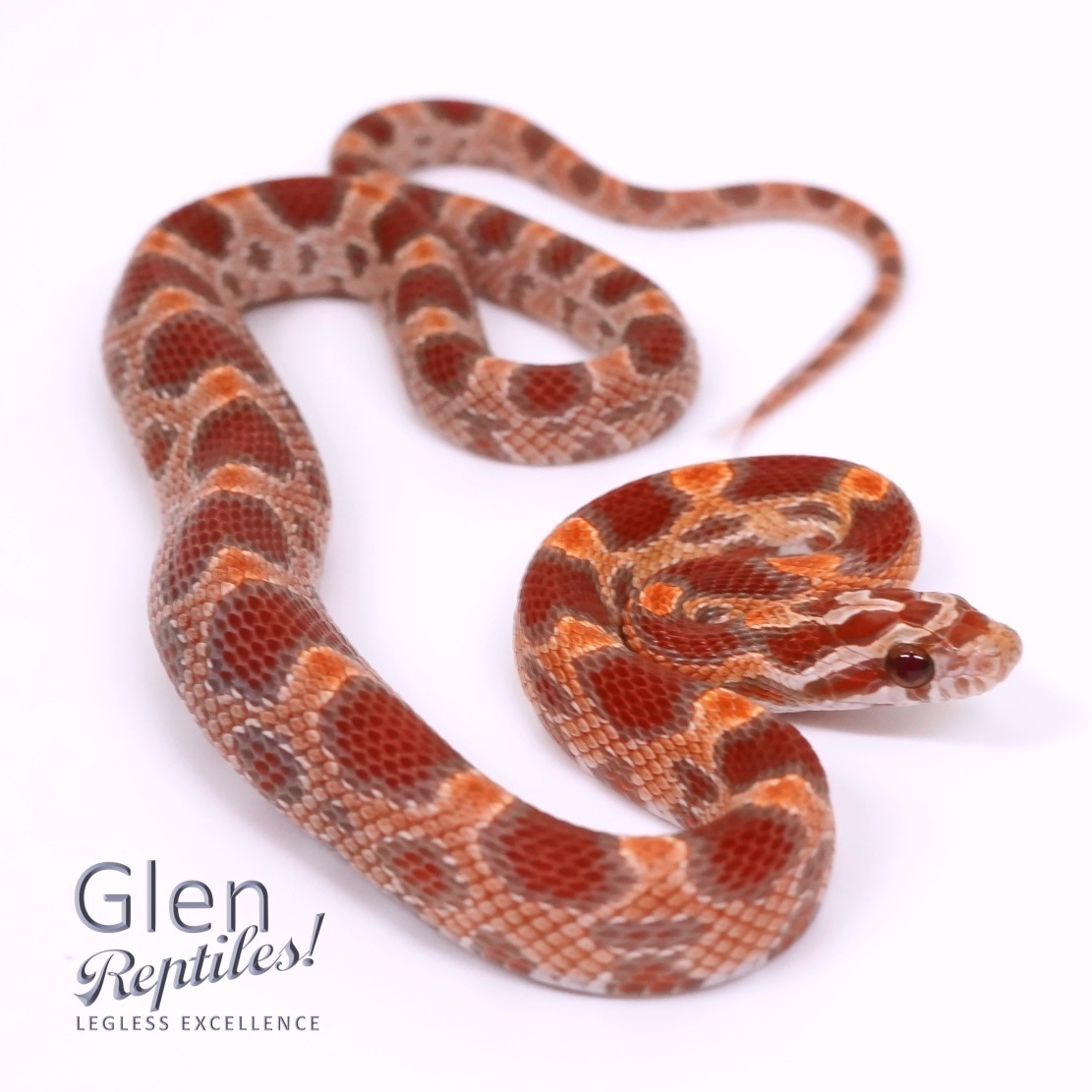 Ultramel Okeetee Cornsnake Corn Snake by Glen Reptiles - MorphMarket