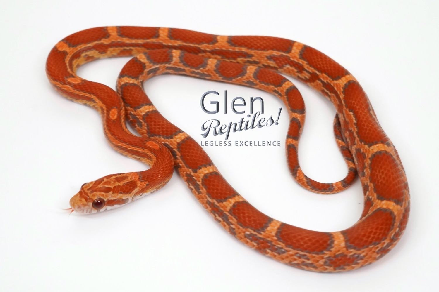 Ultramel Okeetee Corn Snake by Glen Reptiles - MorphMarket