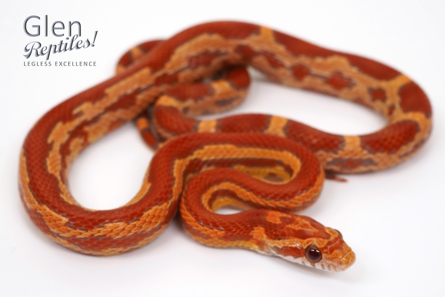 Ultramel "Redback" Aberrancy Corn Snake by Glen Reptiles - MorphMarket