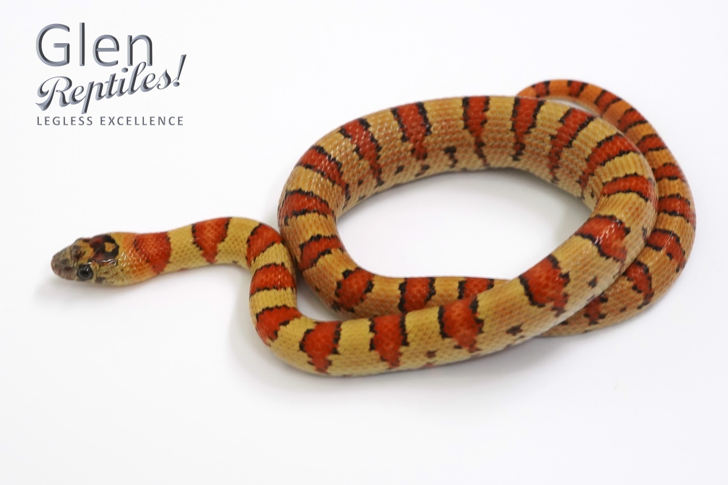 Variable Kingsnake Nuevo Leon Kingsnake by Glen Reptiles - MorphMarket