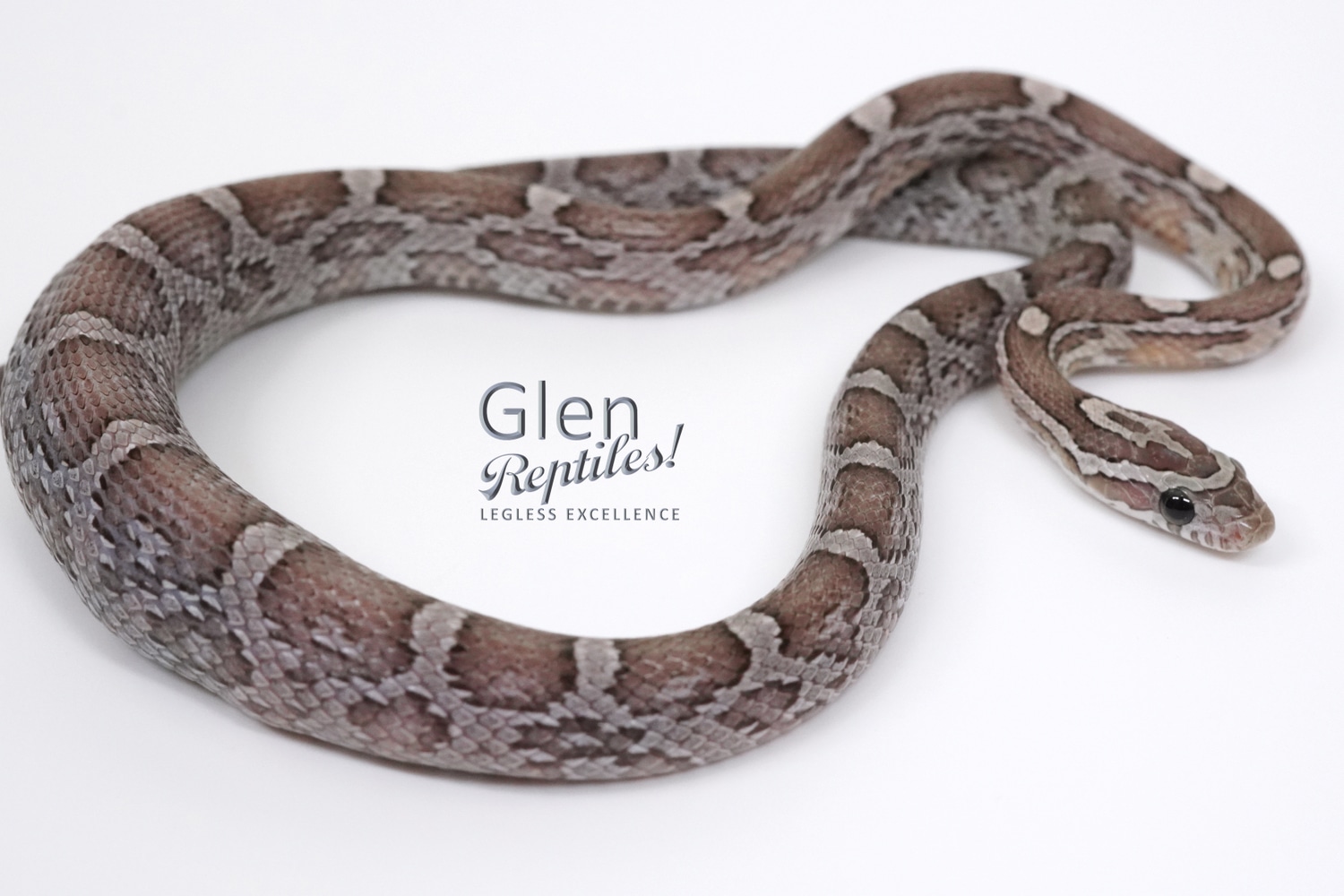 Anery Corn Snake by Glen Reptiles - MorphMarket