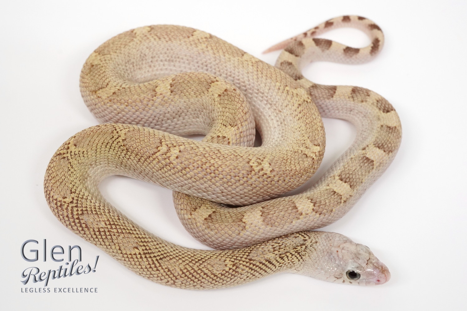 Stillwater Hypo, White-sided Bullsnake by Glen Reptiles - MorphMarket