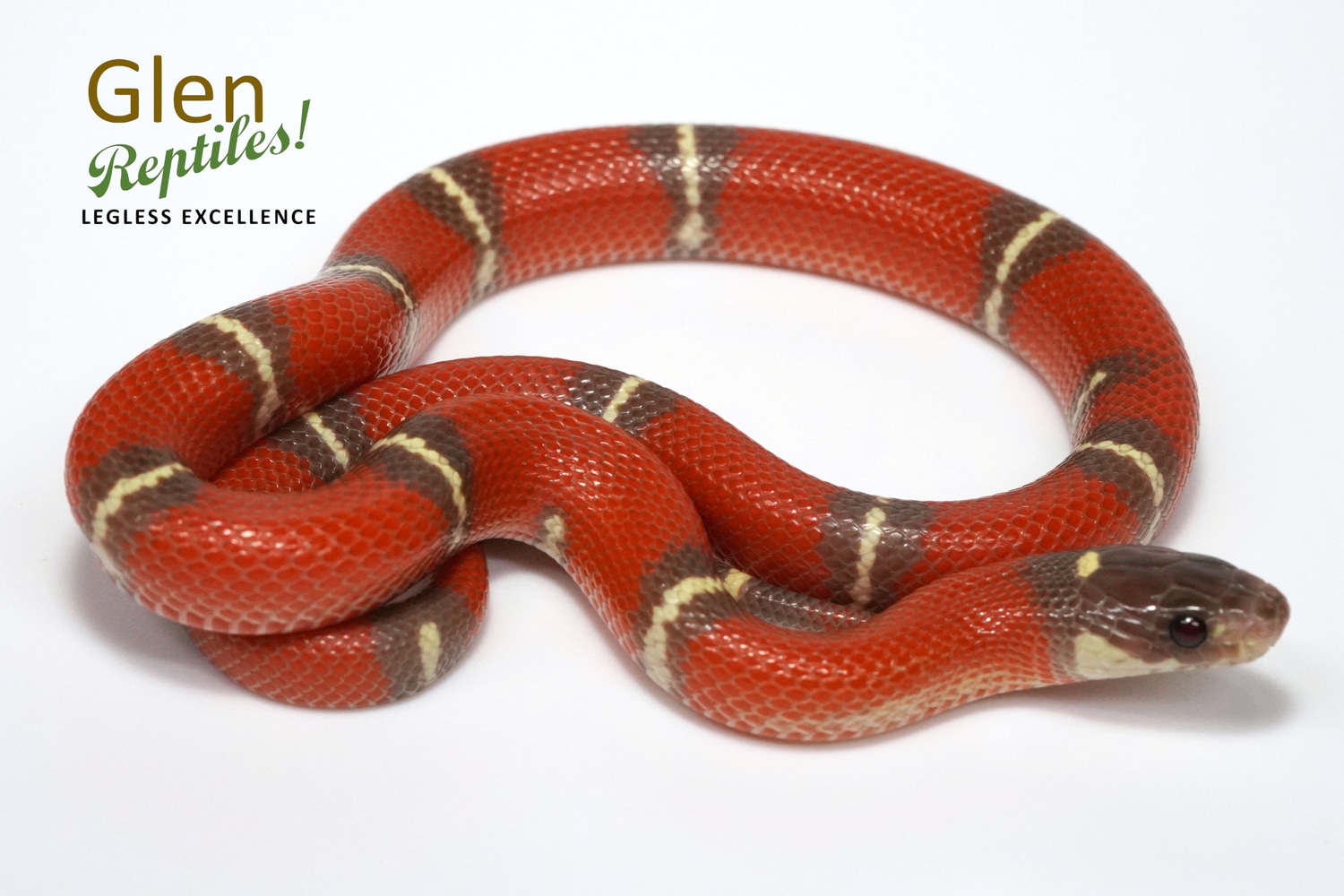 Milk Snake T-positive Albino Nelson's Milk Snake by Glen Reptiles ...