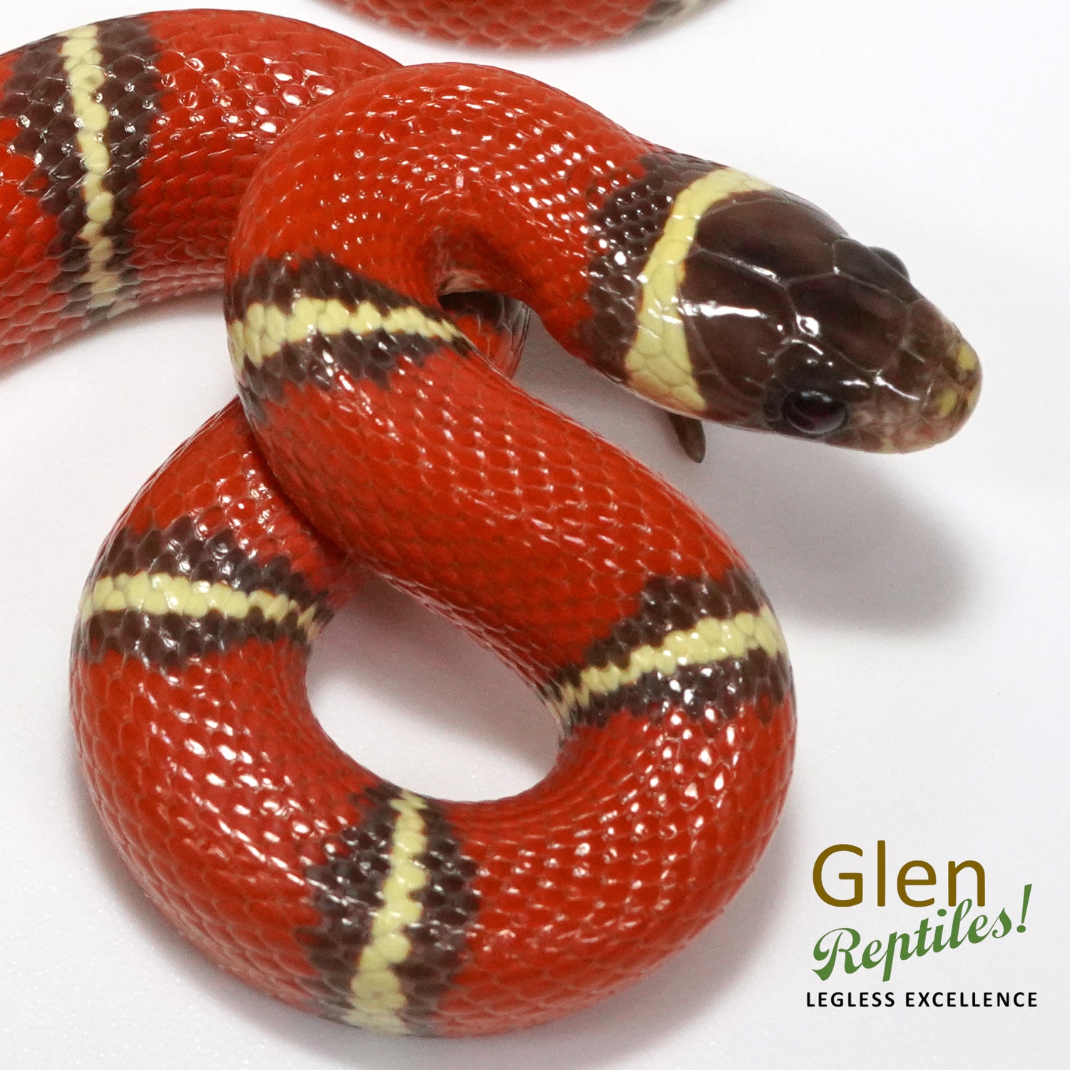 Milk Snake T-positive Albino Nelson's Milk Snake by Glen Reptiles ...