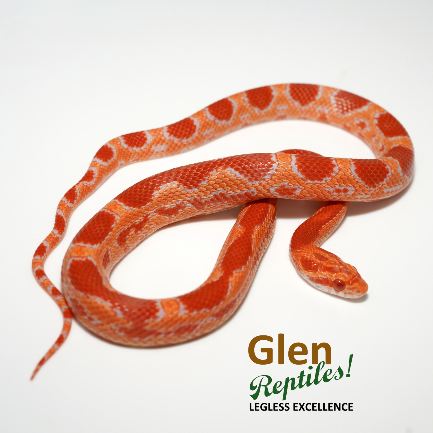 Amelanistic (Aberrant Pattern) Corn Snake by Glen Reptiles - MorphMarket