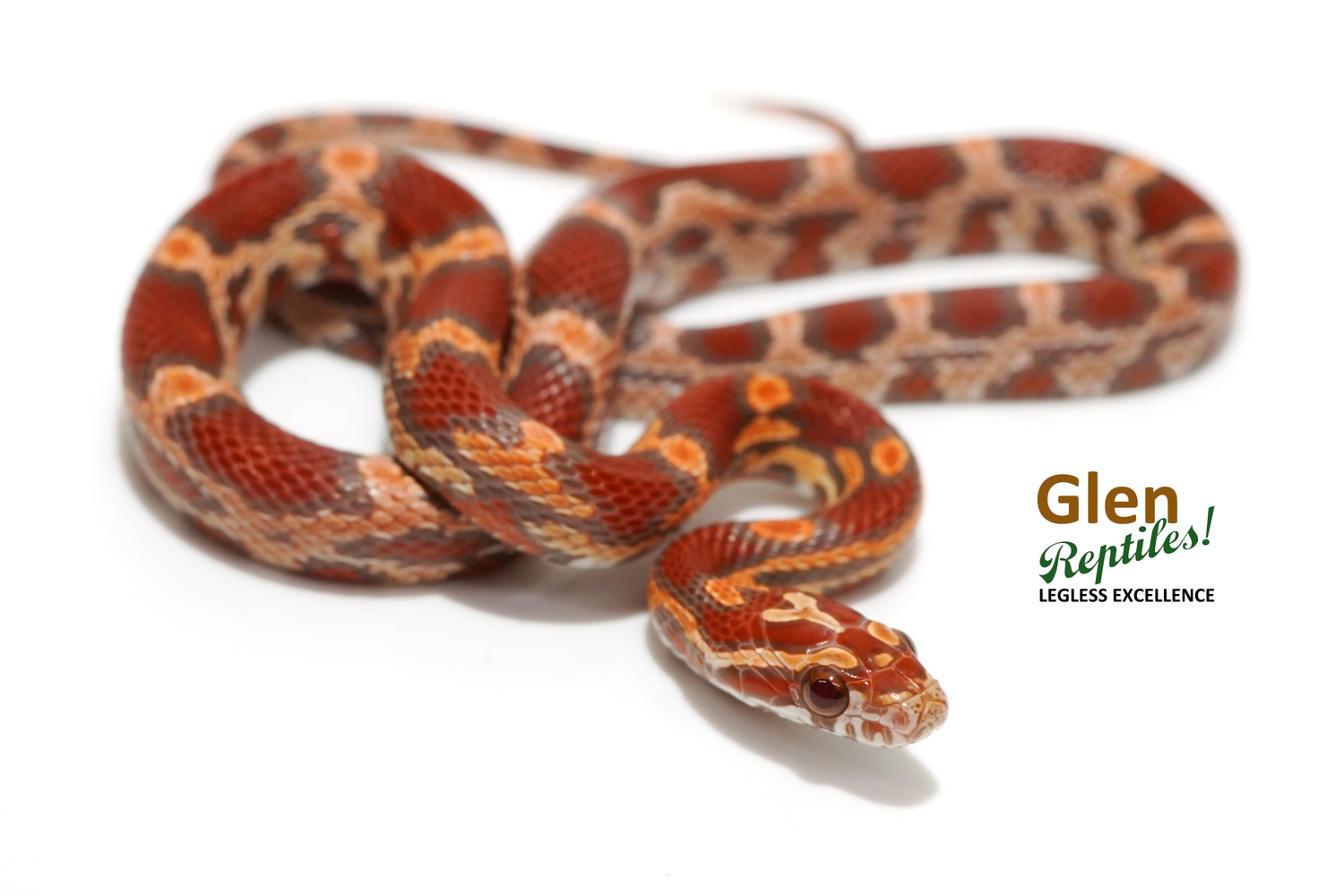 Ultramel Okeetee Corn Snake by Glen Reptiles - MorphMarket