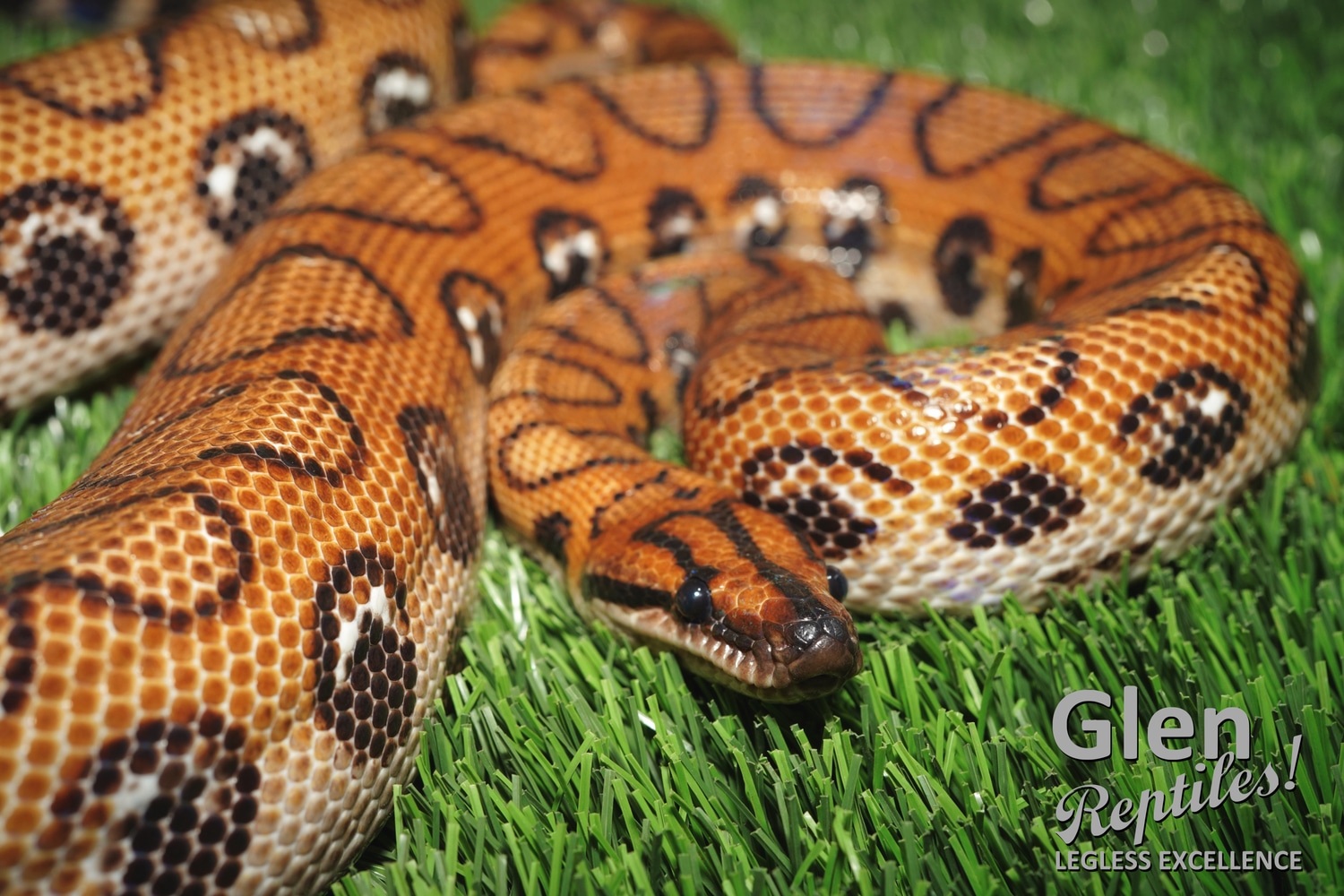 - Male Brazilian Rainbow Boa by Glen Reptiles - MorphMarket