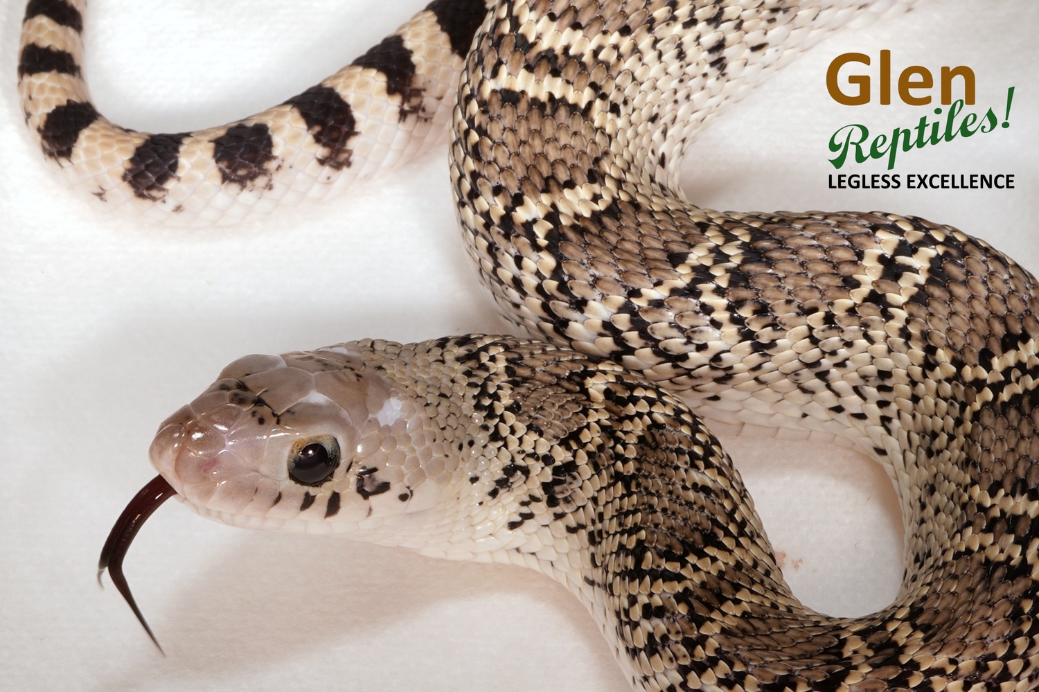 White-sided Bullsnake by Glen Reptiles - MorphMarket