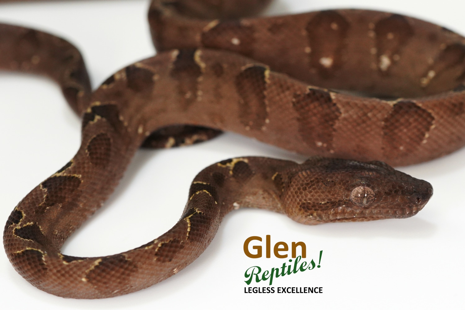 Annulated Tree Boa by Glen Reptiles - MorphMarket