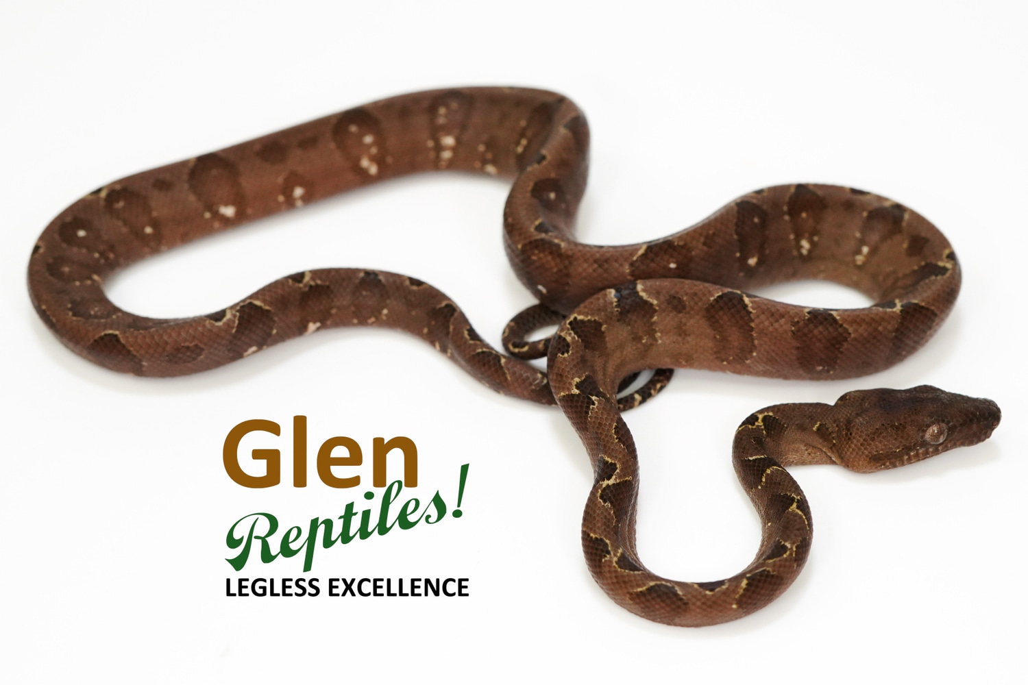 Annulated Tree Boa by Glen Reptiles - MorphMarket