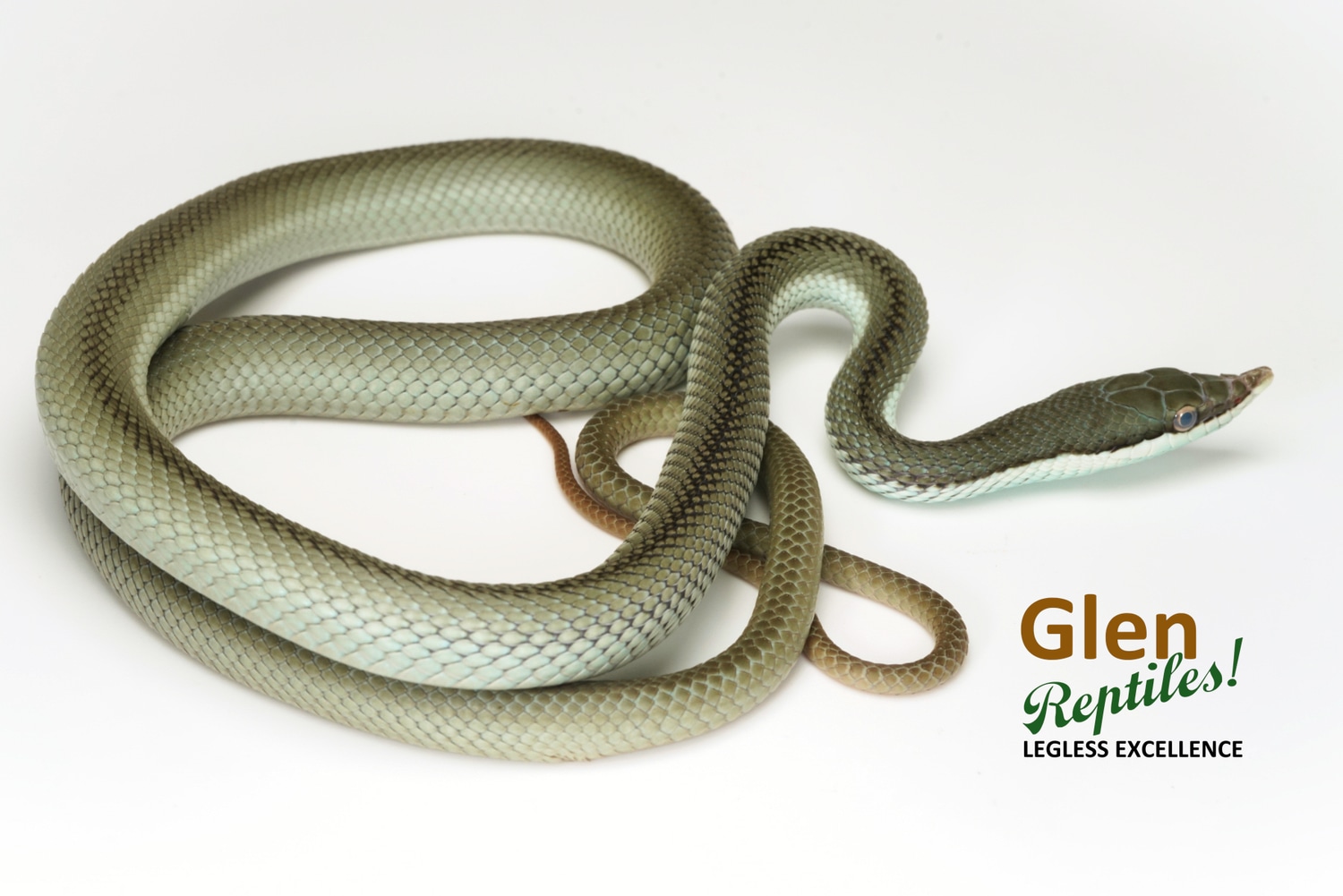 Blue Baron's Racer Other Colubrid by Glen Reptiles - MorphMarket