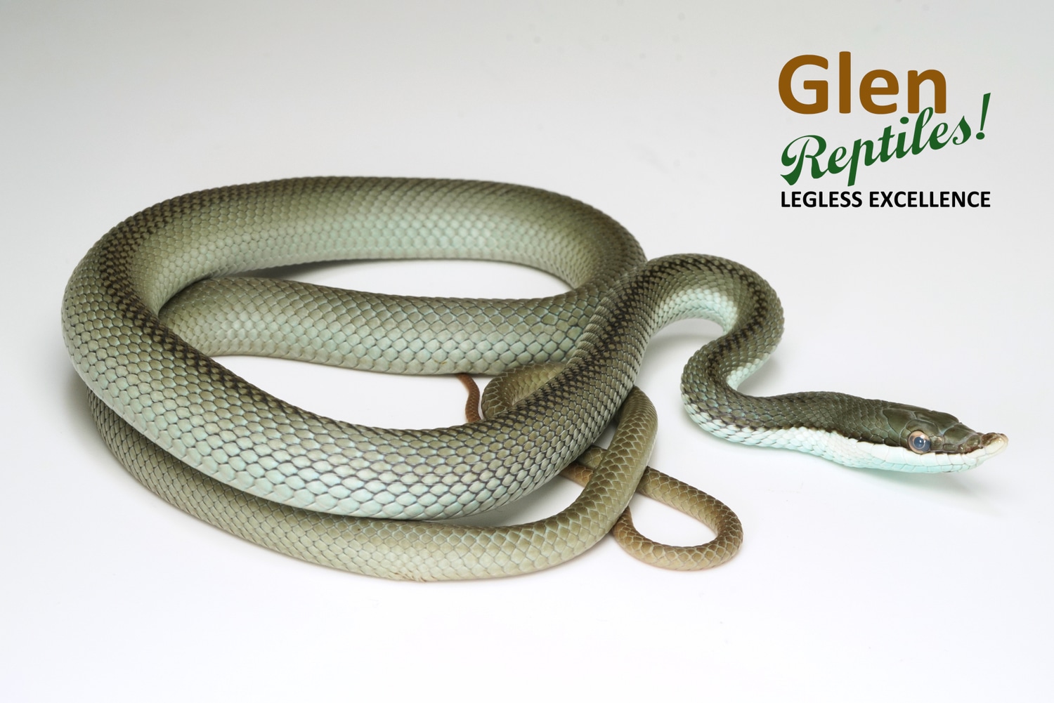 Blue Baron's Racer Other Colubrid by Glen Reptiles - MorphMarket
