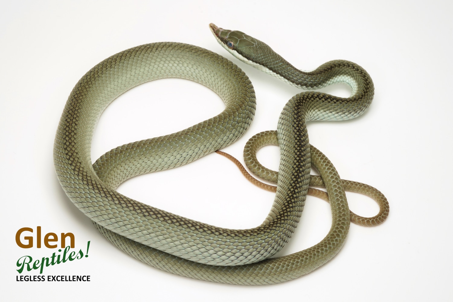 Blue Baron's Racer More Colubrid by Glen Reptiles - MorphMarket