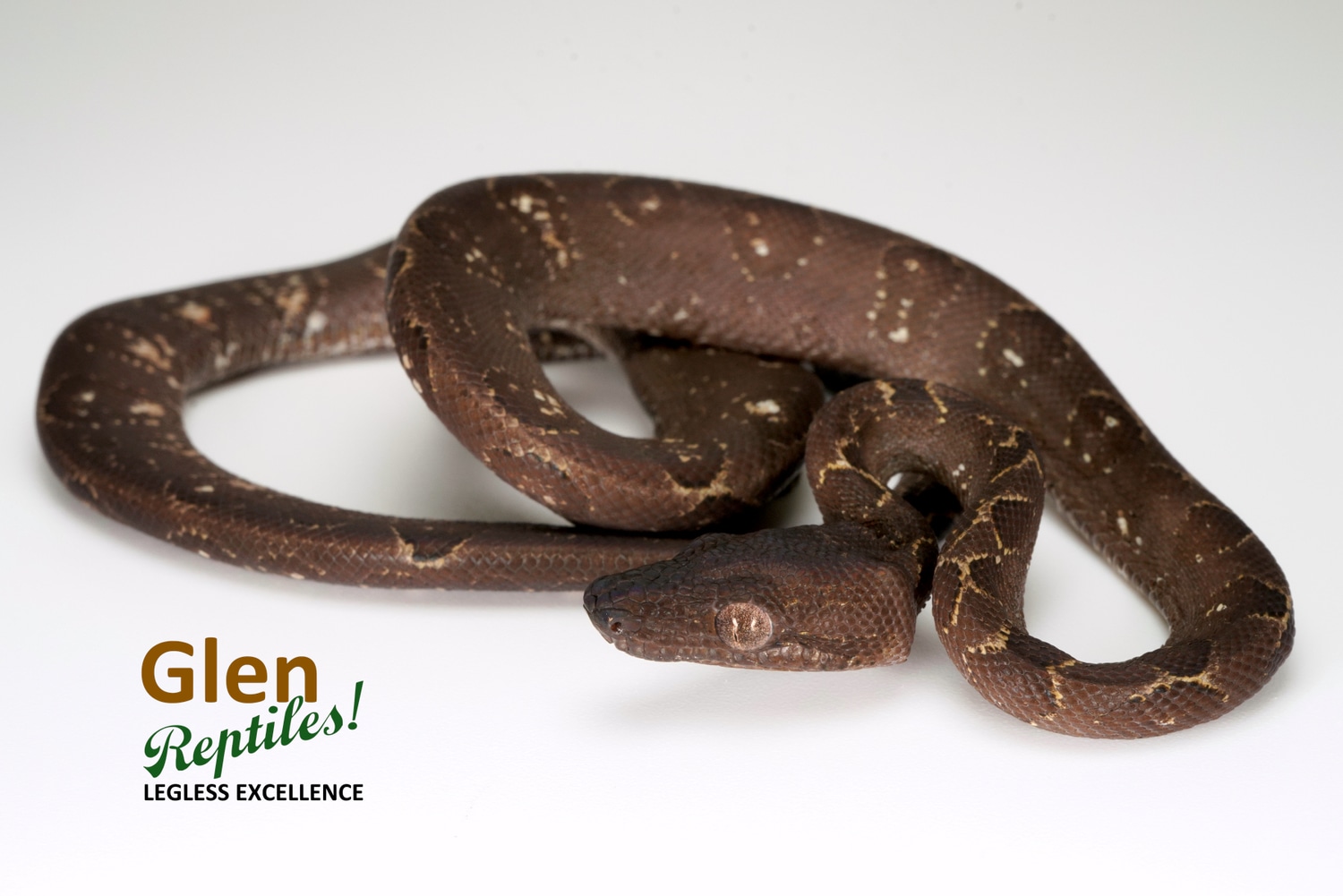 Annulated Tree Boa by Glen Reptiles - MorphMarket