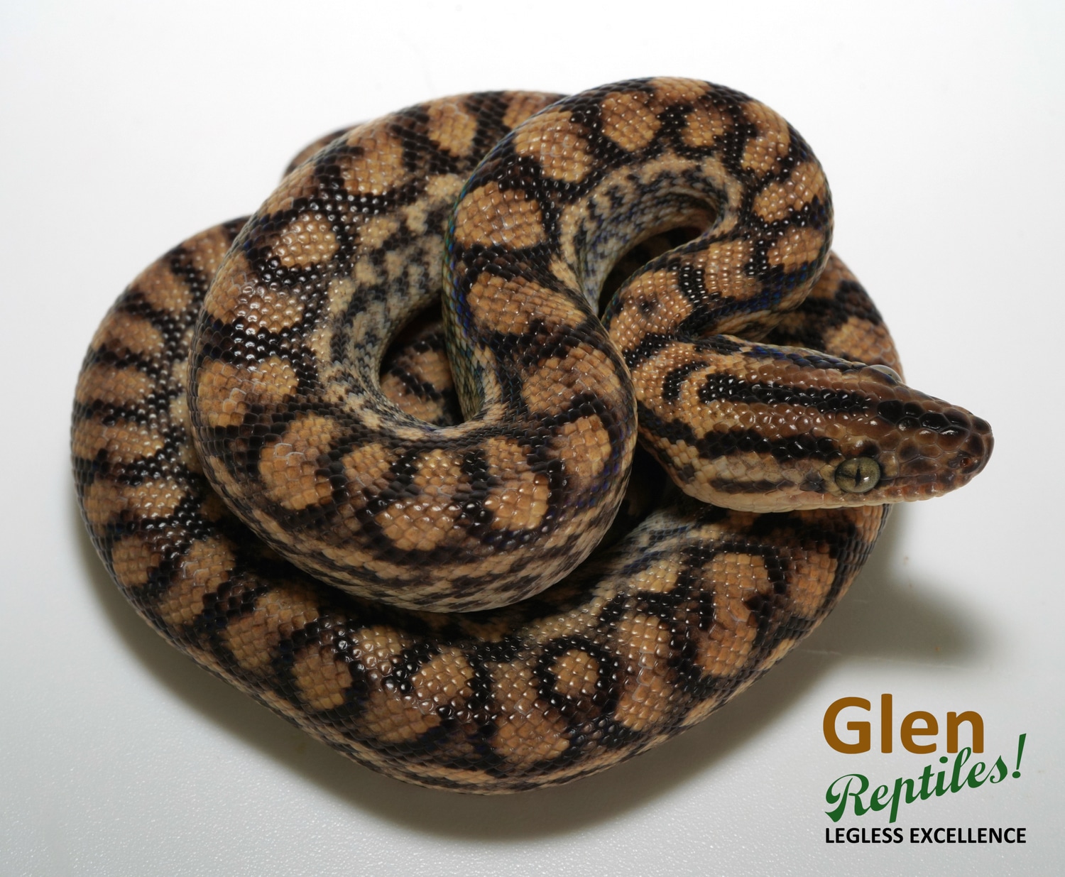 CRB Het For Blue Eyed Leucistic Colombian Rainbow Boa by Glen Reptiles ...