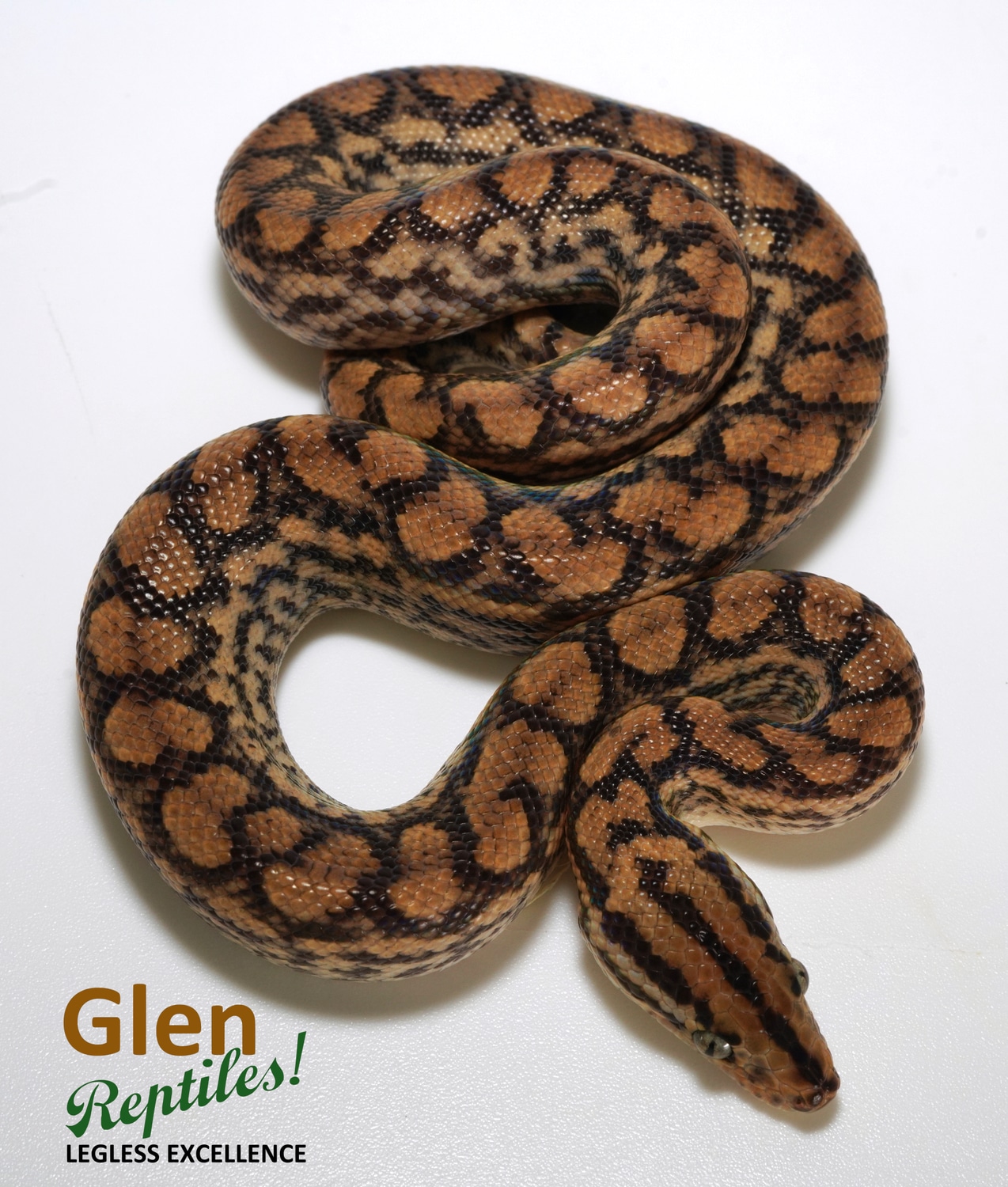 CRB Het For Blue Eyed Leucistic Colombian Rainbow Boa by Glen Reptiles ...