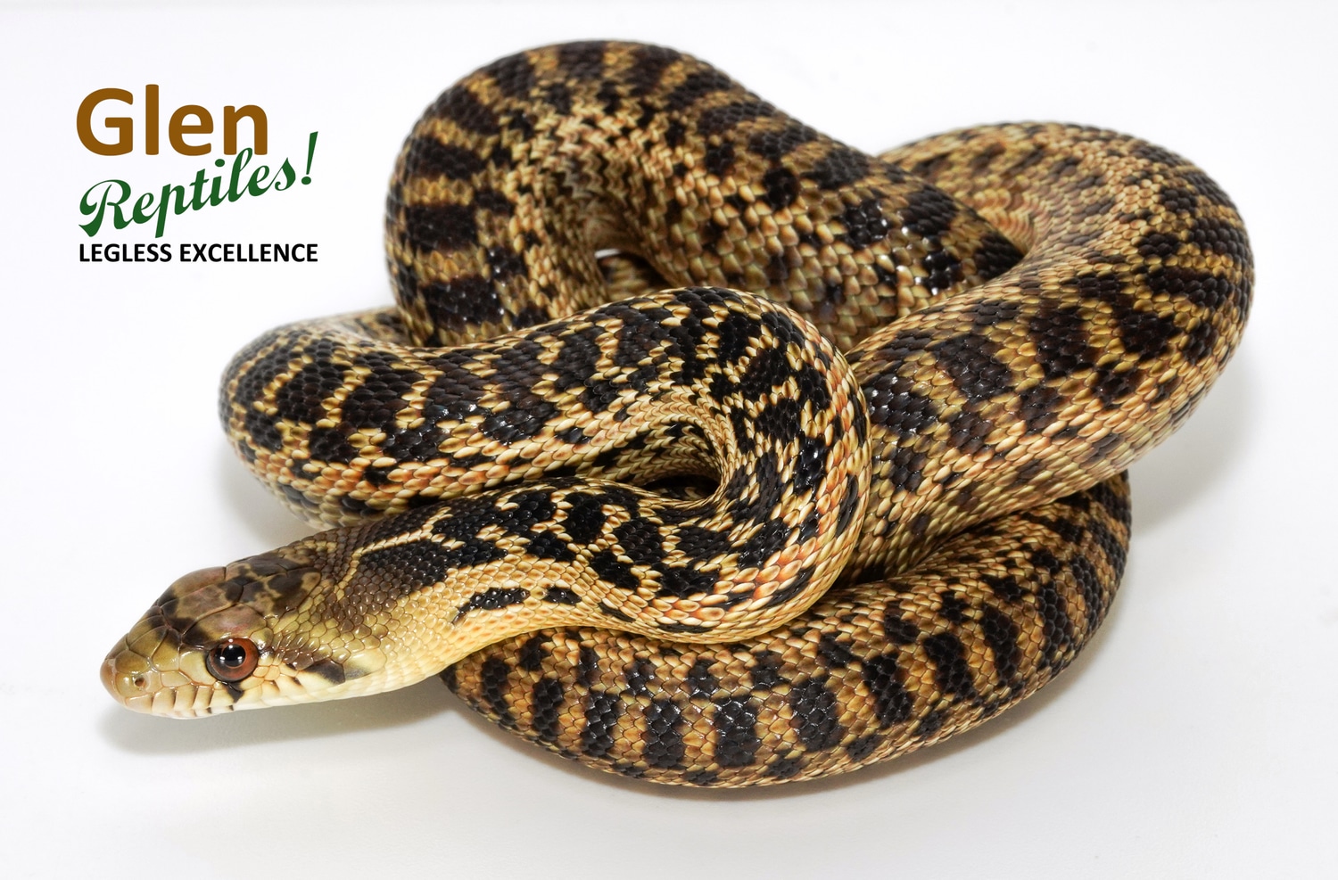 Het Snow Annectens (Het Anery, And Klumper's Albino) Gopher Snake by ...