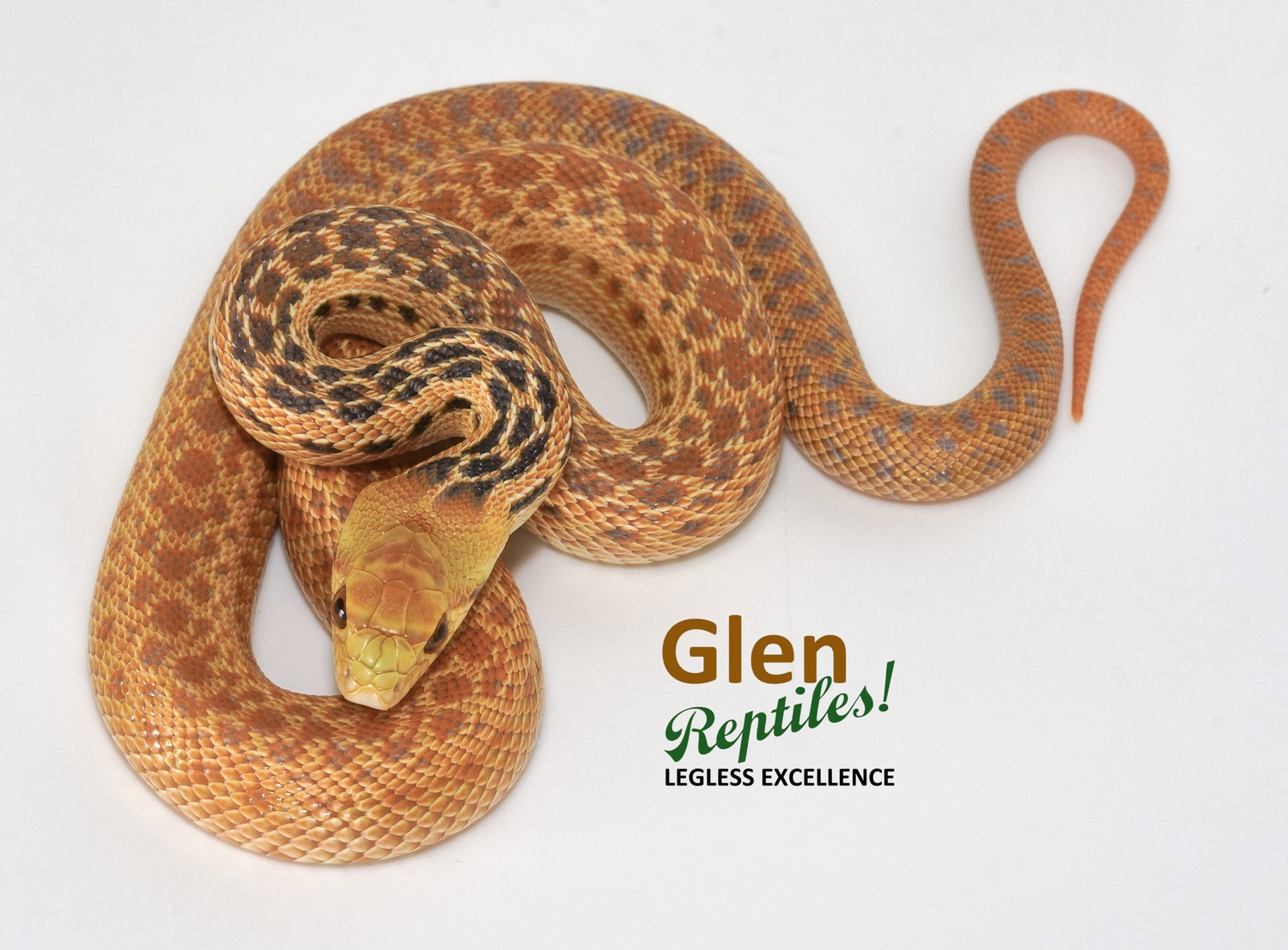 Hi Orange Klumper's Albino Annectens (Het Stripe) Gopher Snake by Glen ...