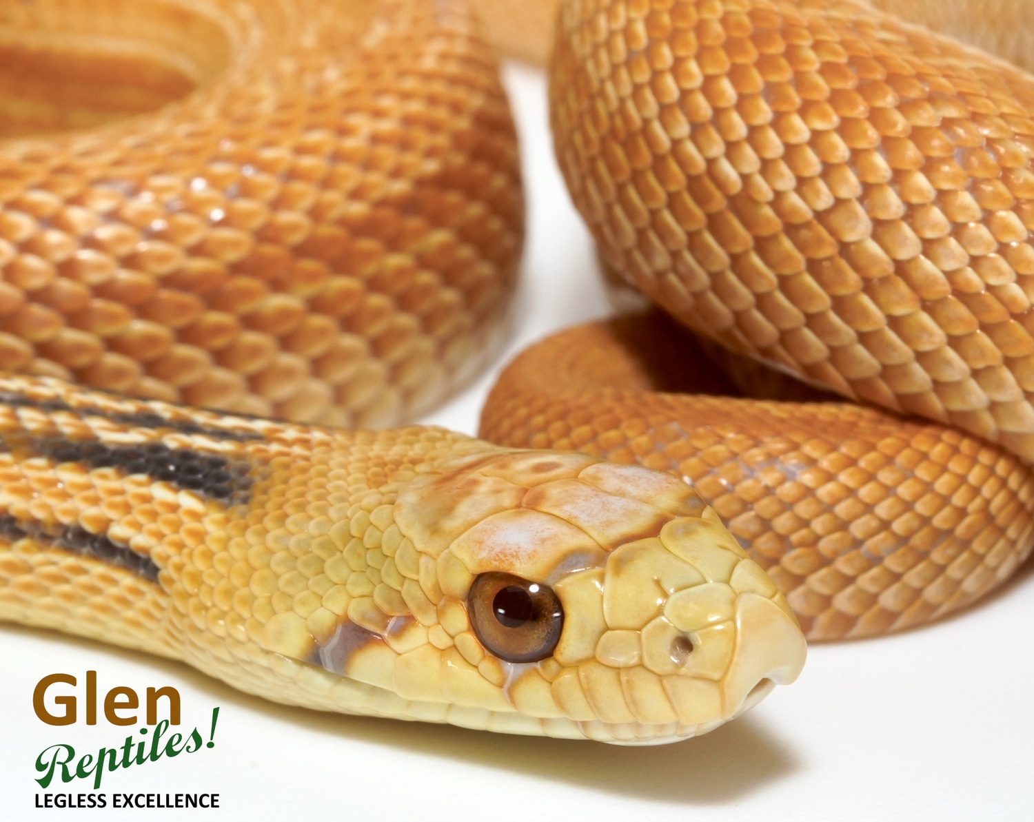 Hi Orange Klumper's Albino Striped Annectens Gopher Snake by Glen ...