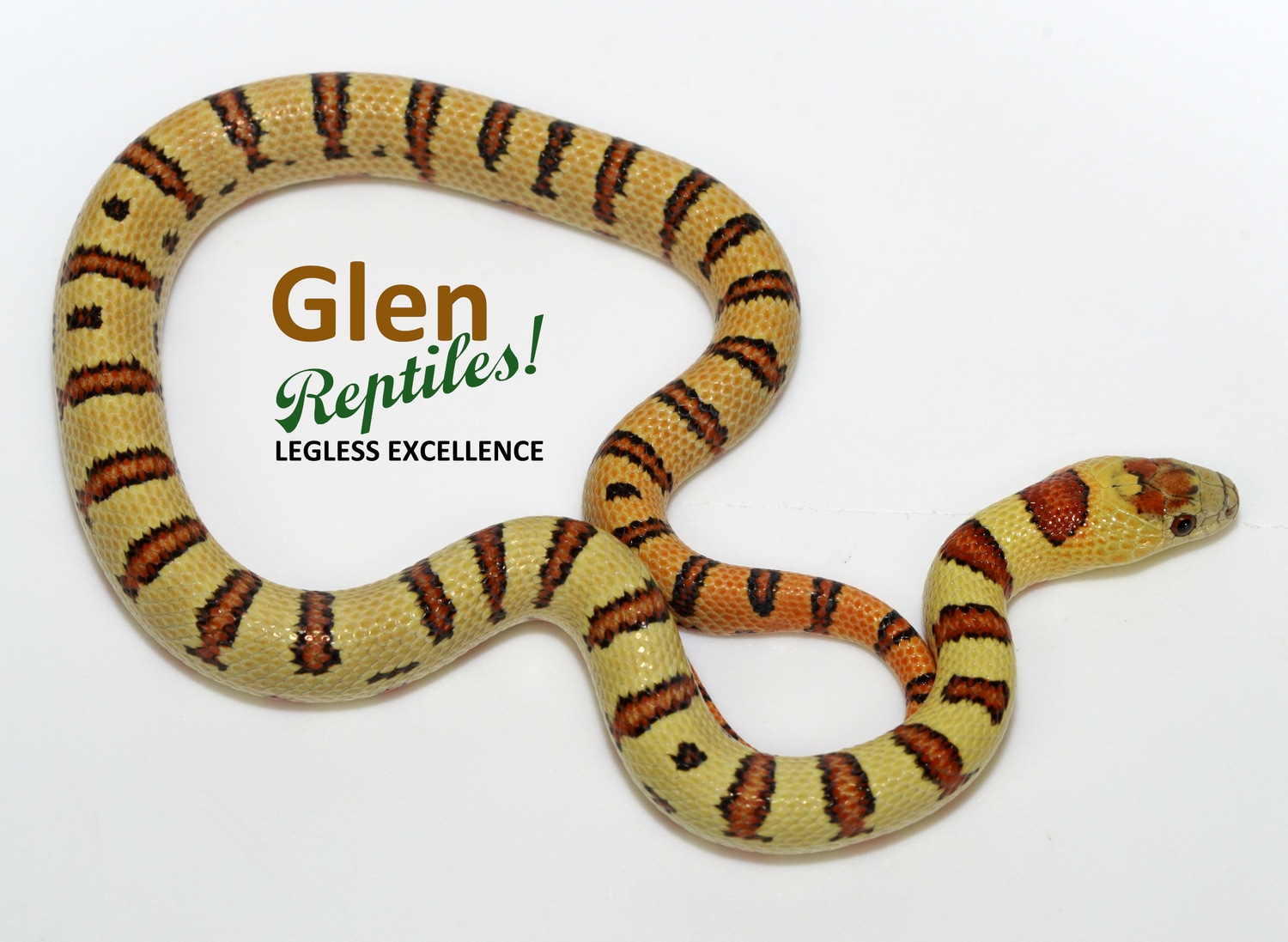 Variable Kingsnake Nuevo Leon Kingsnake by Glen Reptiles - MorphMarket