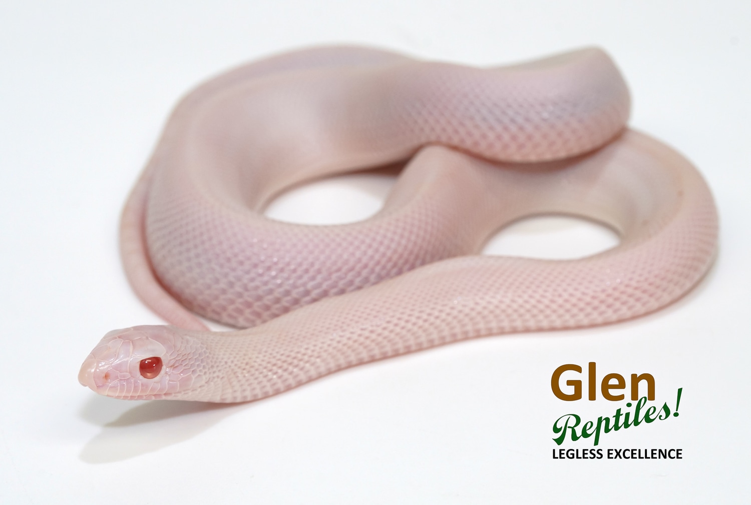 2022 Patternless SNOW Bullsnake by Glen Reptiles - MorphMarket