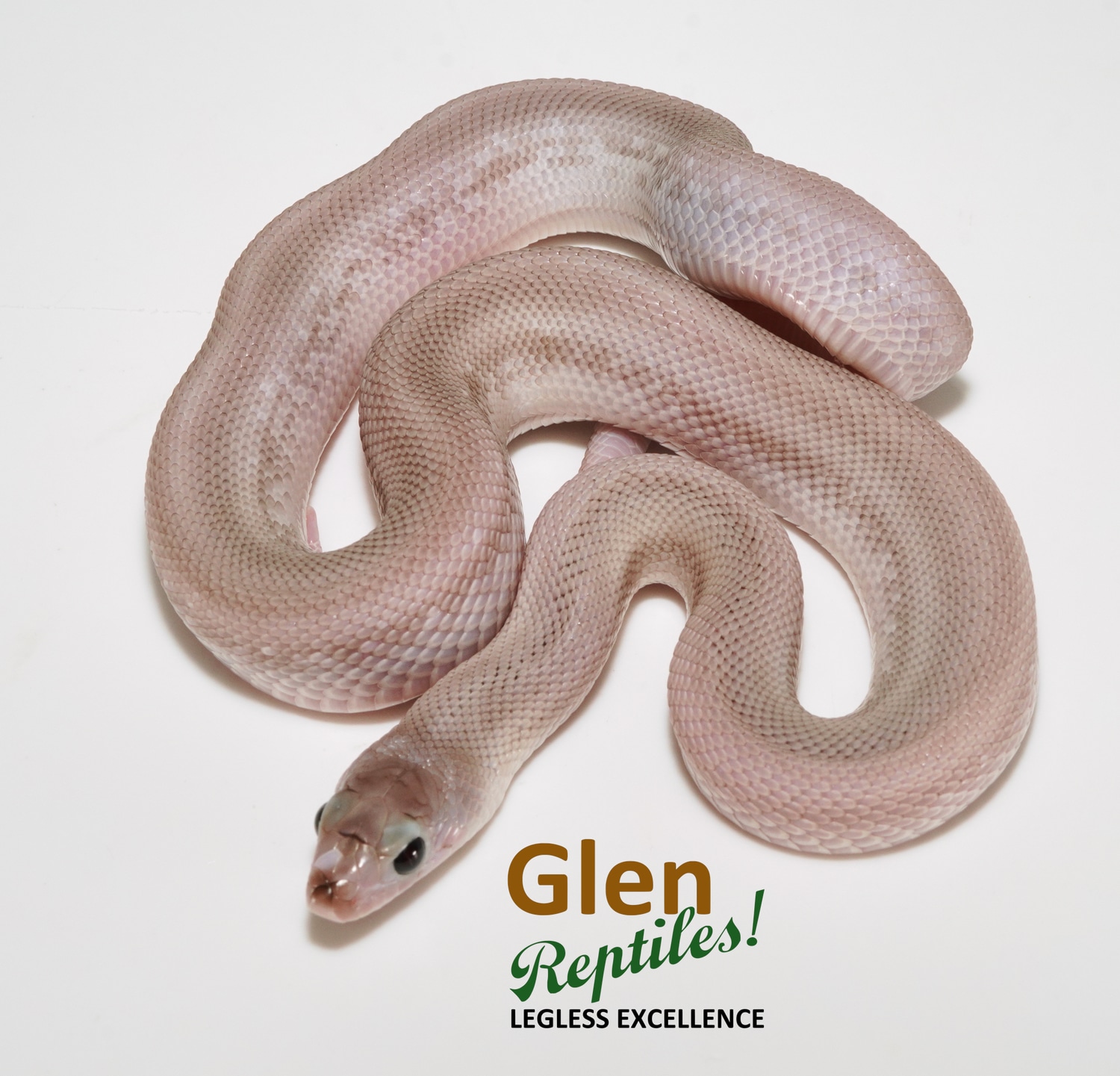 2022 Patternless, SW Hypo, And White-sided Bullsnake by Glen Reptiles ...