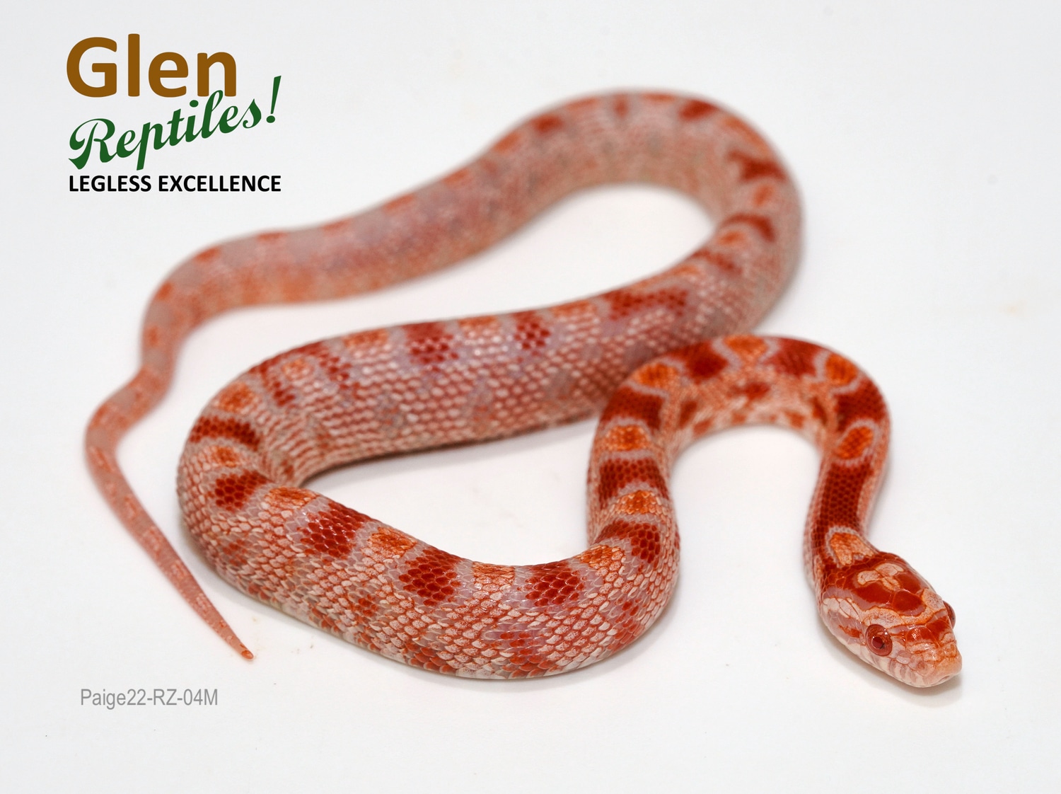 Red Zep (Locale Specific Amelanistic Okeetee) Corn Snake by Glen ...