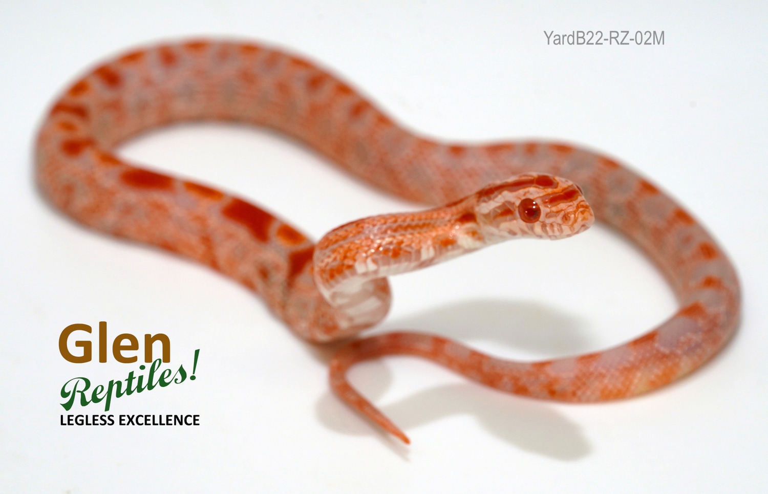 Red Zep Cornsnake (Locale Specific Amelanistic Okeetee) Corn Snake by ...
