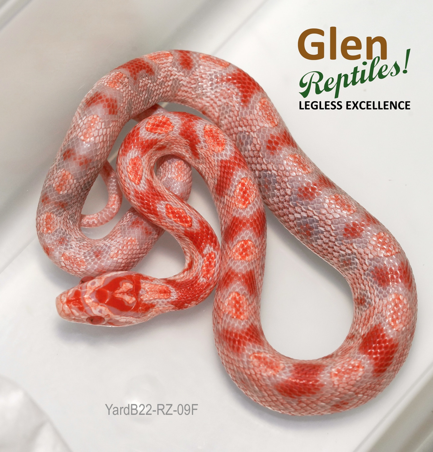 Red Zep (Locale Specific Amelanistic Okeetee) Corn Snake by Glen ...