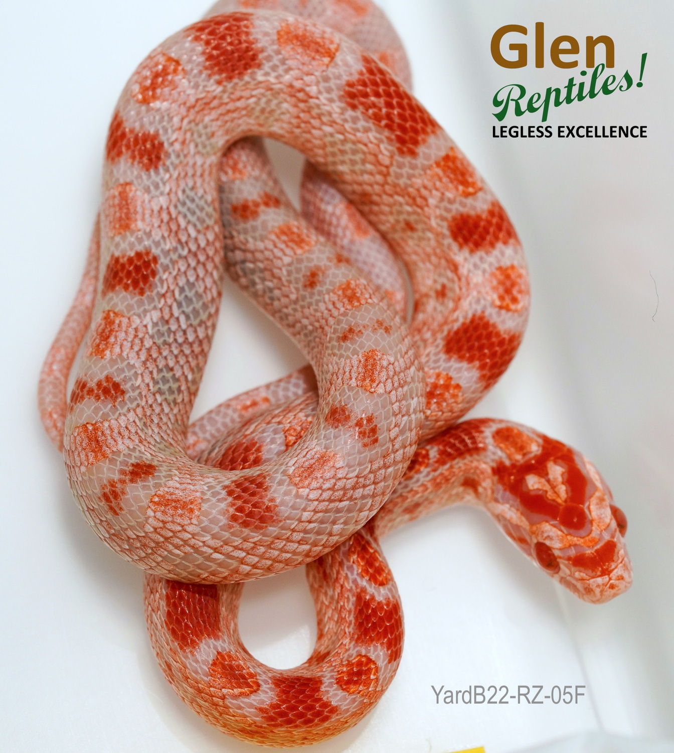 Red Zep (Locale Specific Amelanistic Okeetee) Corn Snake by Glen ...