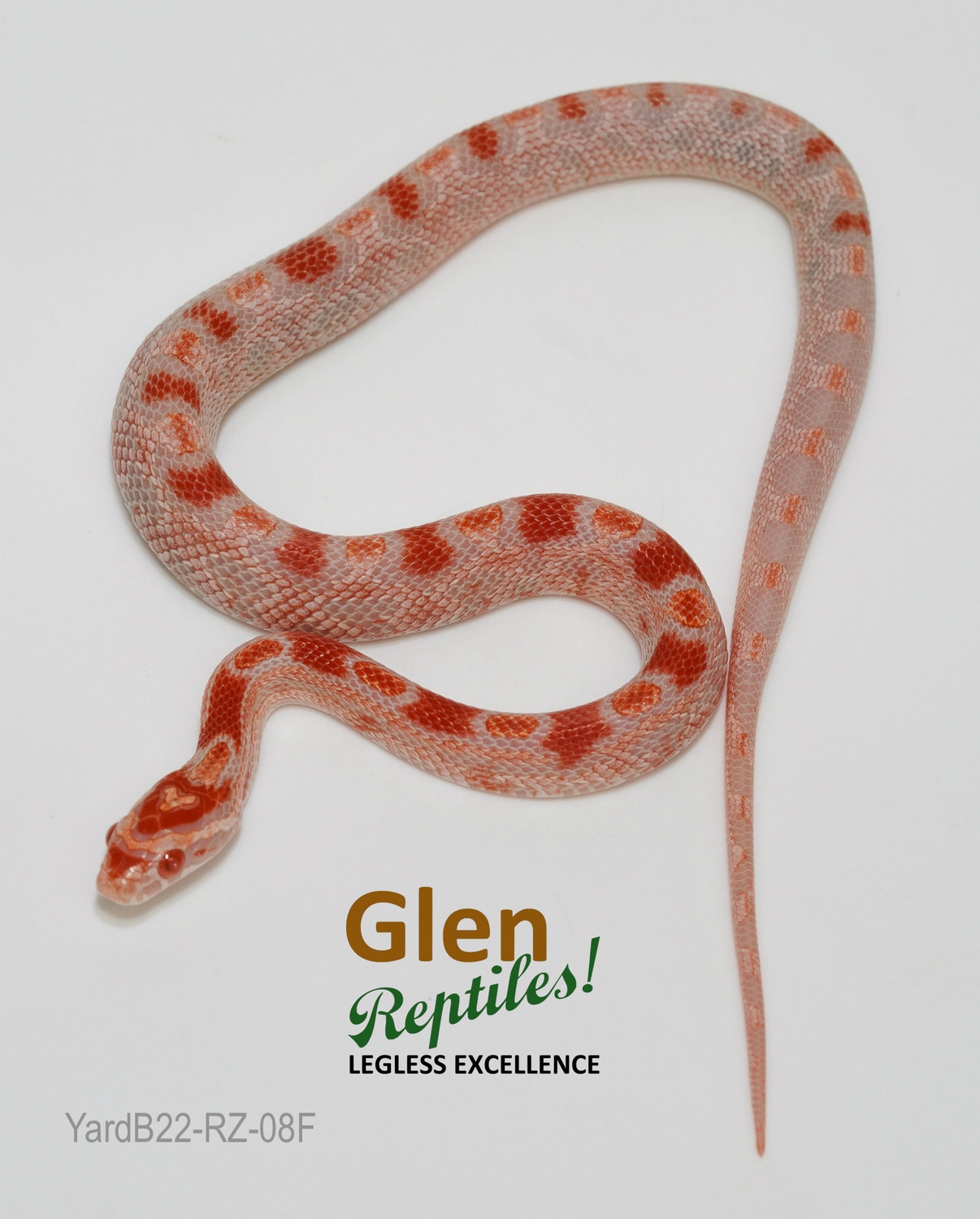 Red Zep (Locale Specific Amelanistic Okeetee) Corn Snake by Glen ...
