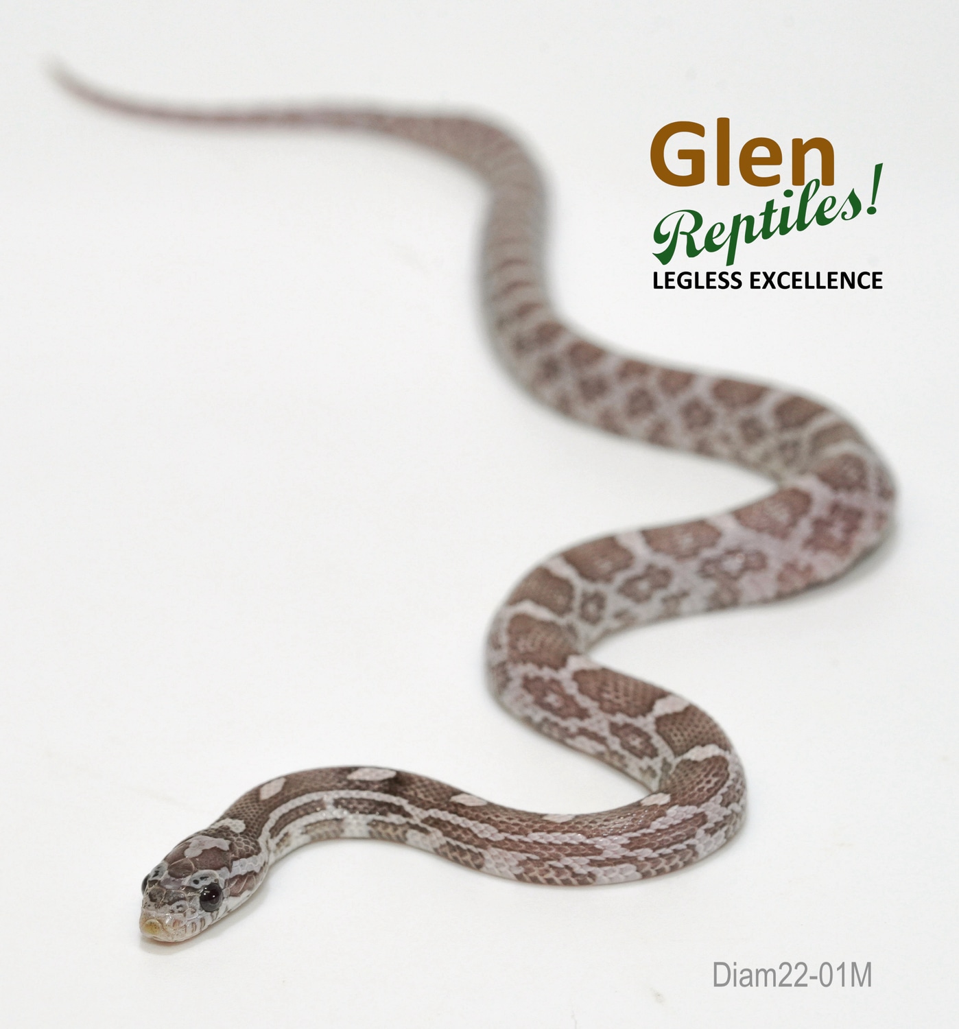 ICE Corn Snake by Glen Reptiles - MorphMarket
