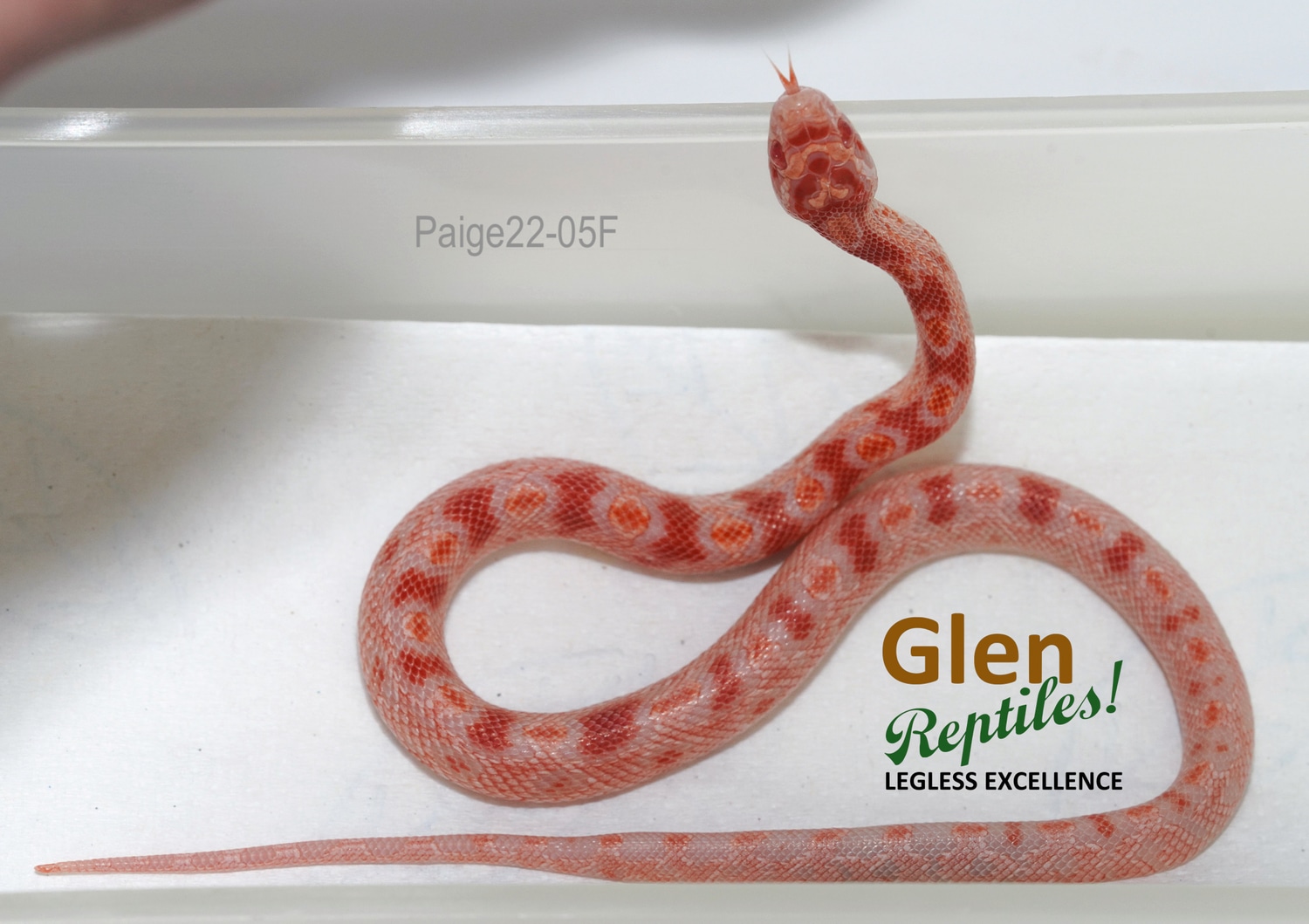 Red Zep (Locale Specific Amelanistic Okeetee) Corn Snake by Glen ...