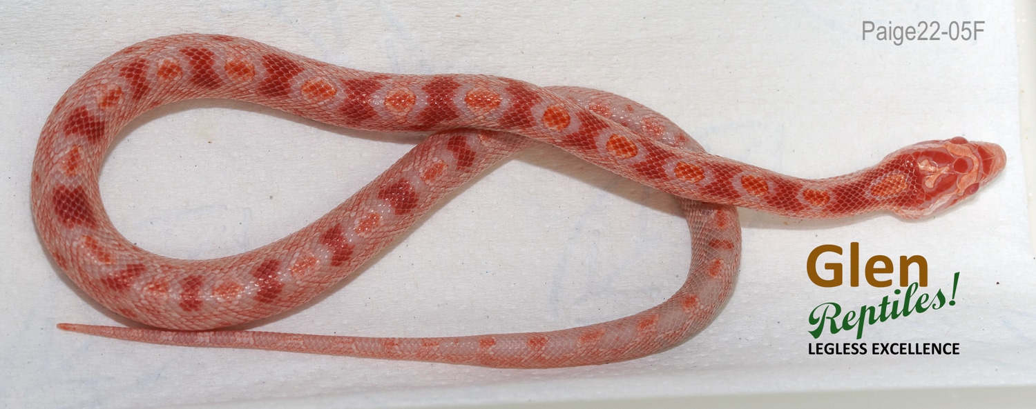 Red Zep (Locale Specific Amelanistic Okeetee) Corn Snake by Glen ...