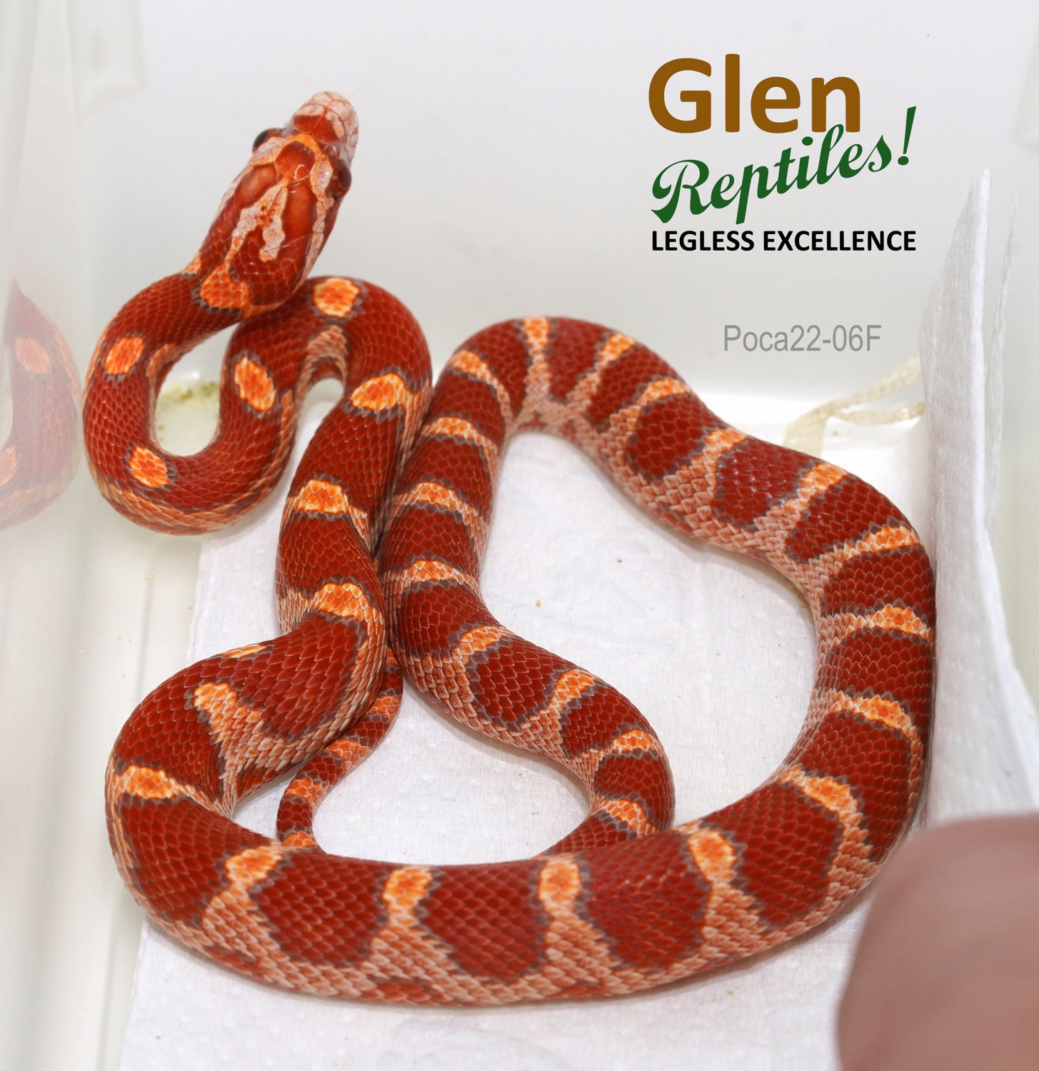 Fluorescent Banded Motley Ultramel Corn Snake by Glen Reptiles ...