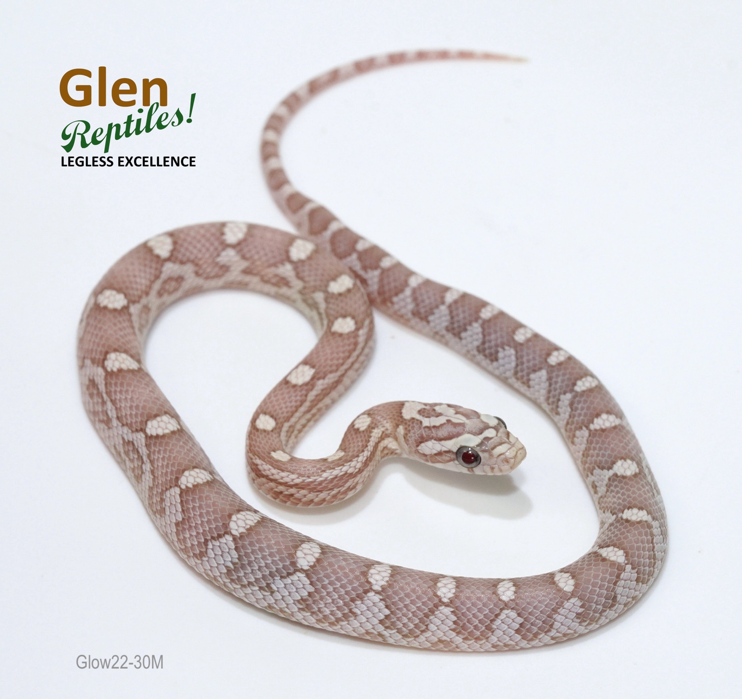 Motley Mystery Morph Corn Snake by Glen Reptiles - MorphMarket