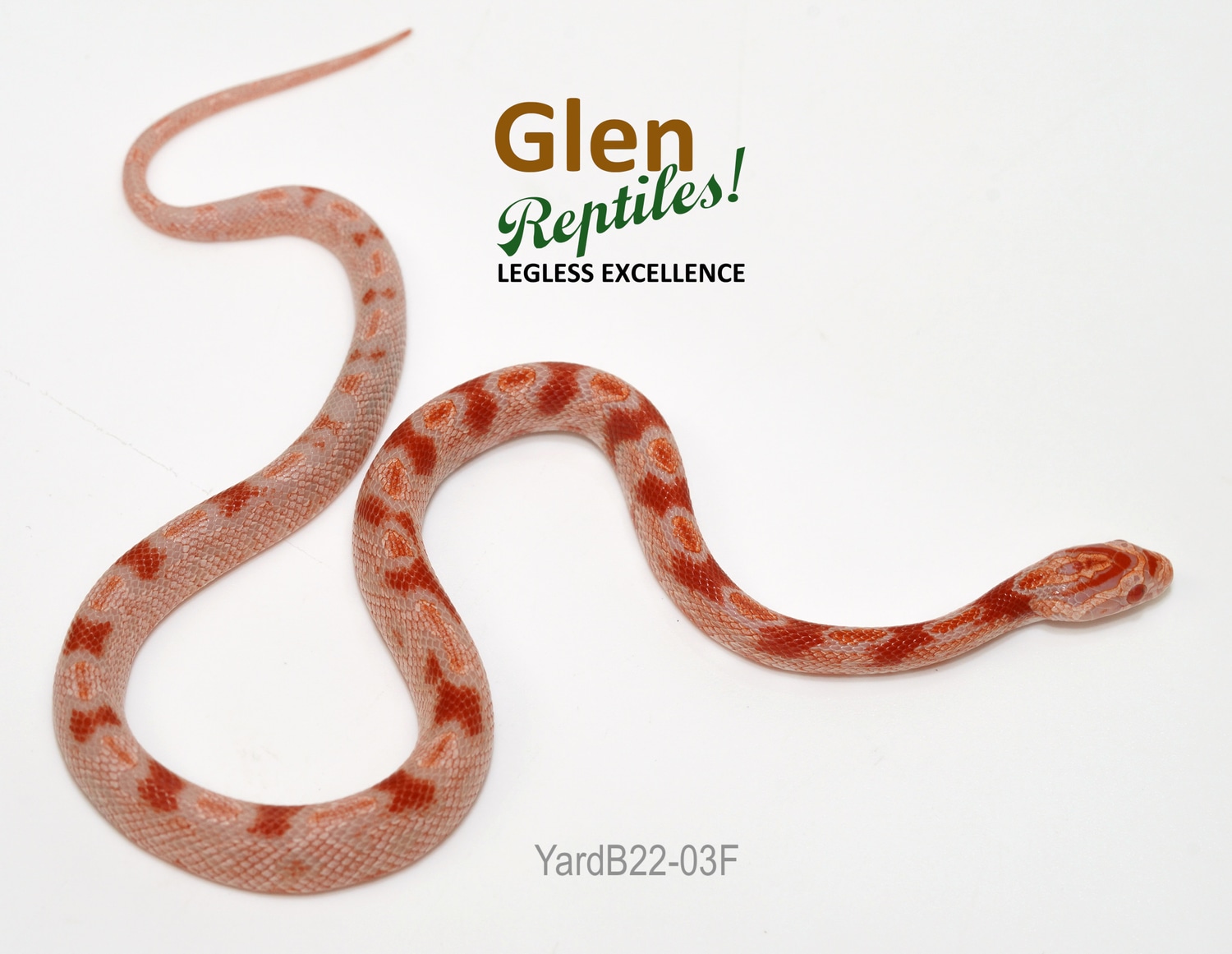 Red Zep (Locale Specific Amelanistic Okeetee) Corn Snake by Glen ...