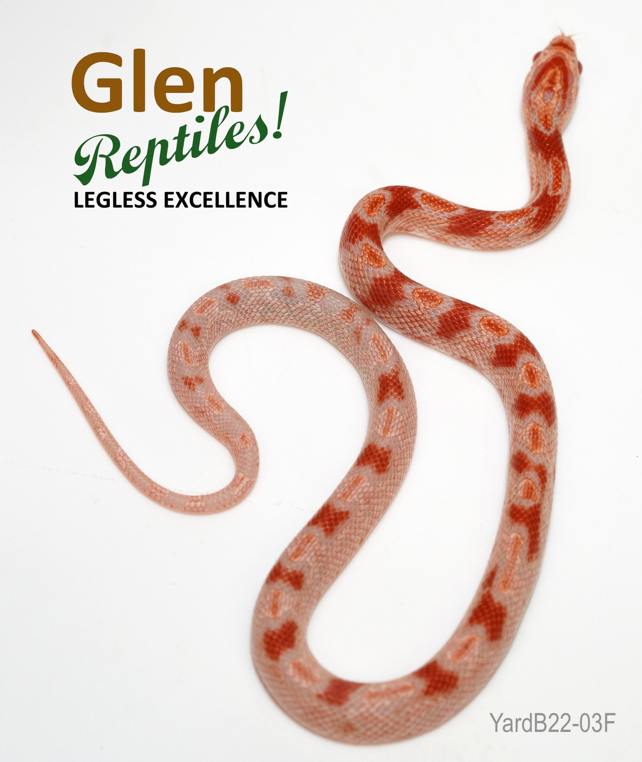Red Zep (Locale Specific Amelanistic Okeetee) Corn Snake by Glen ...
