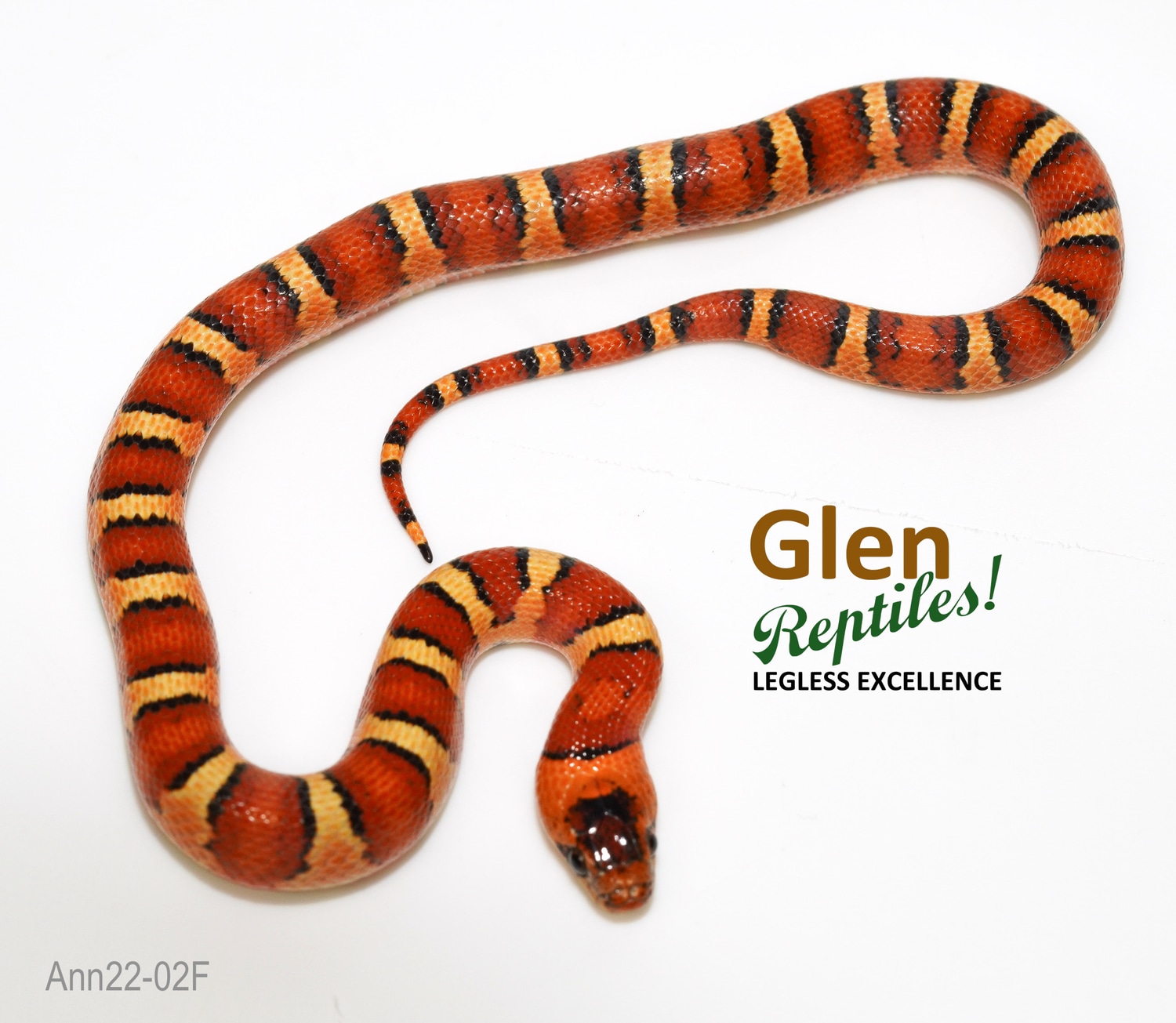 Variable Kingsnake Nuevo Leon Kingsnake by Glen Reptiles - MorphMarket