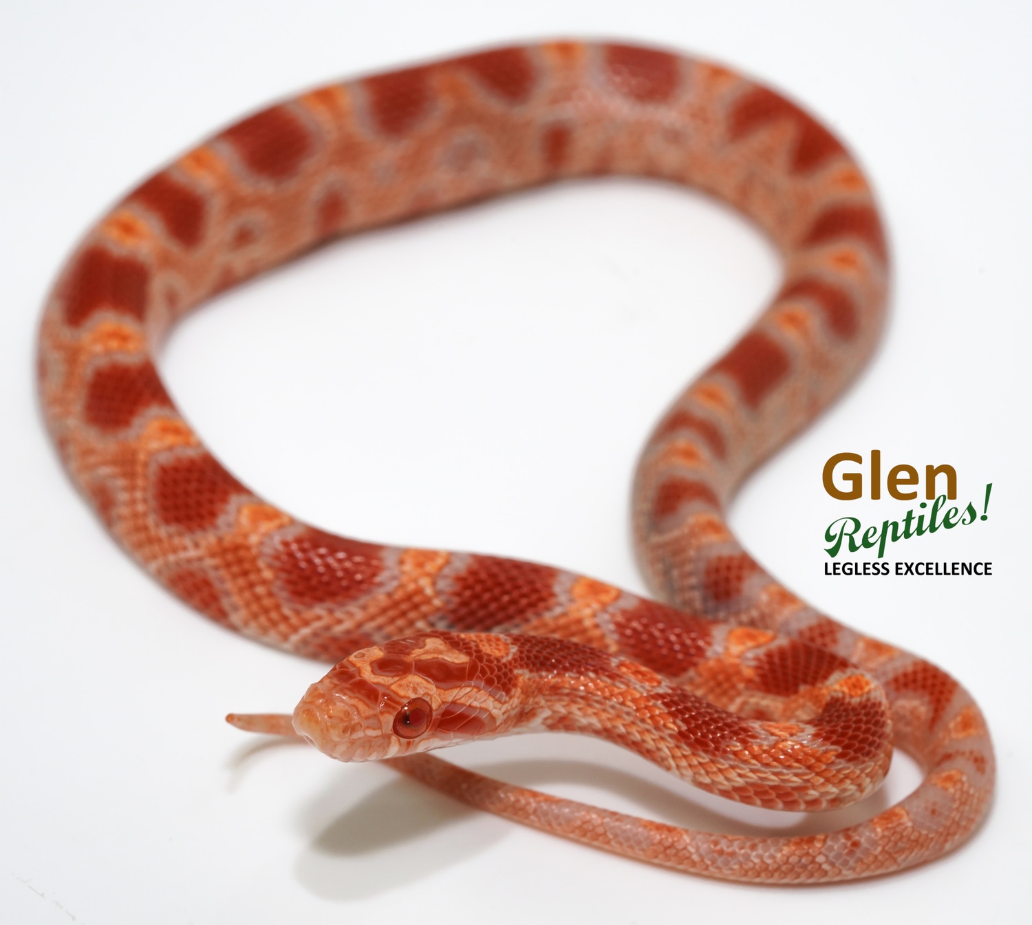 Fluorescent Amel Okeetee Corn Snake by Glen Reptiles - MorphMarket
