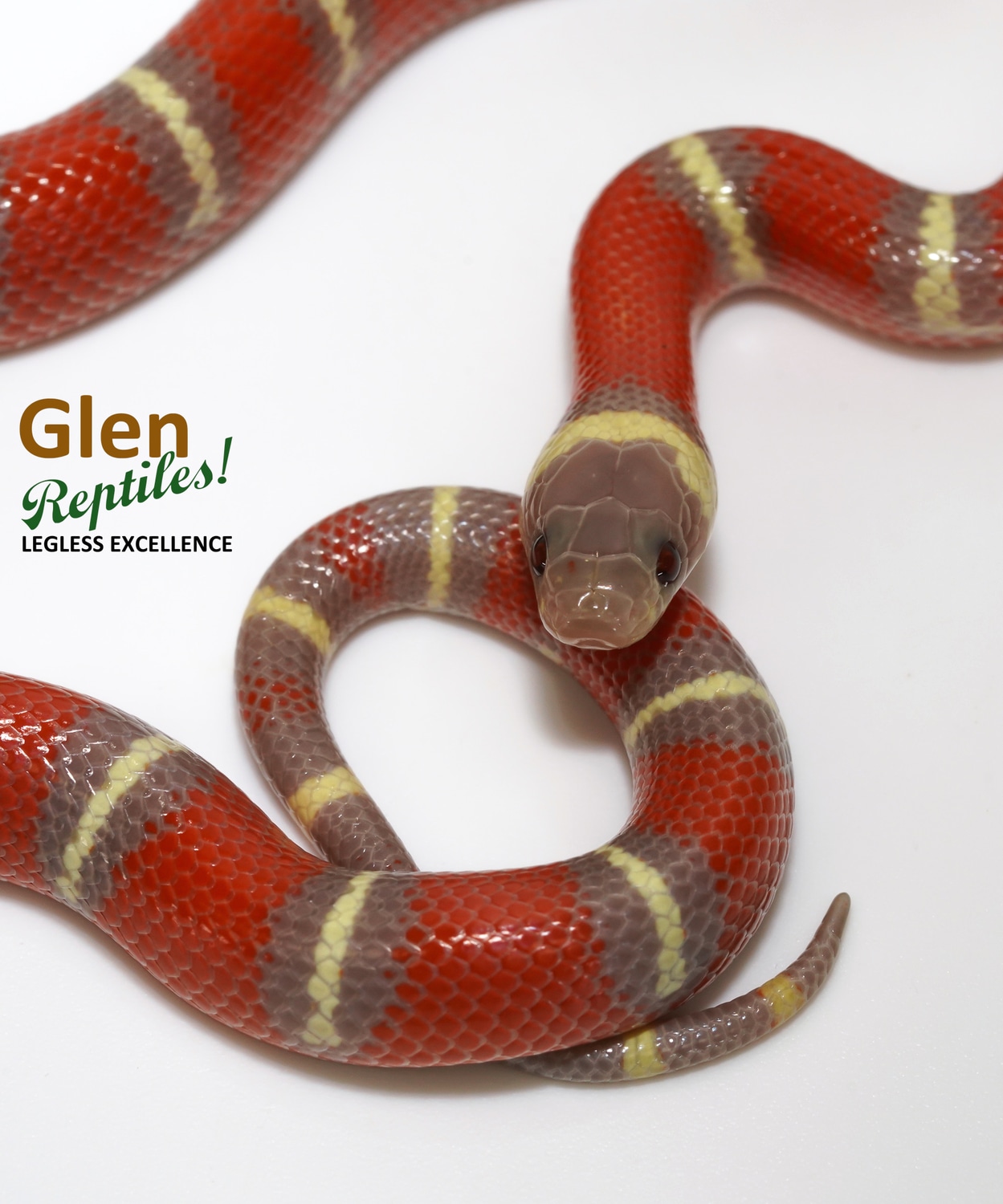 T-positive Albino Nelson's Milk Snake by Glen Reptiles - MorphMarket