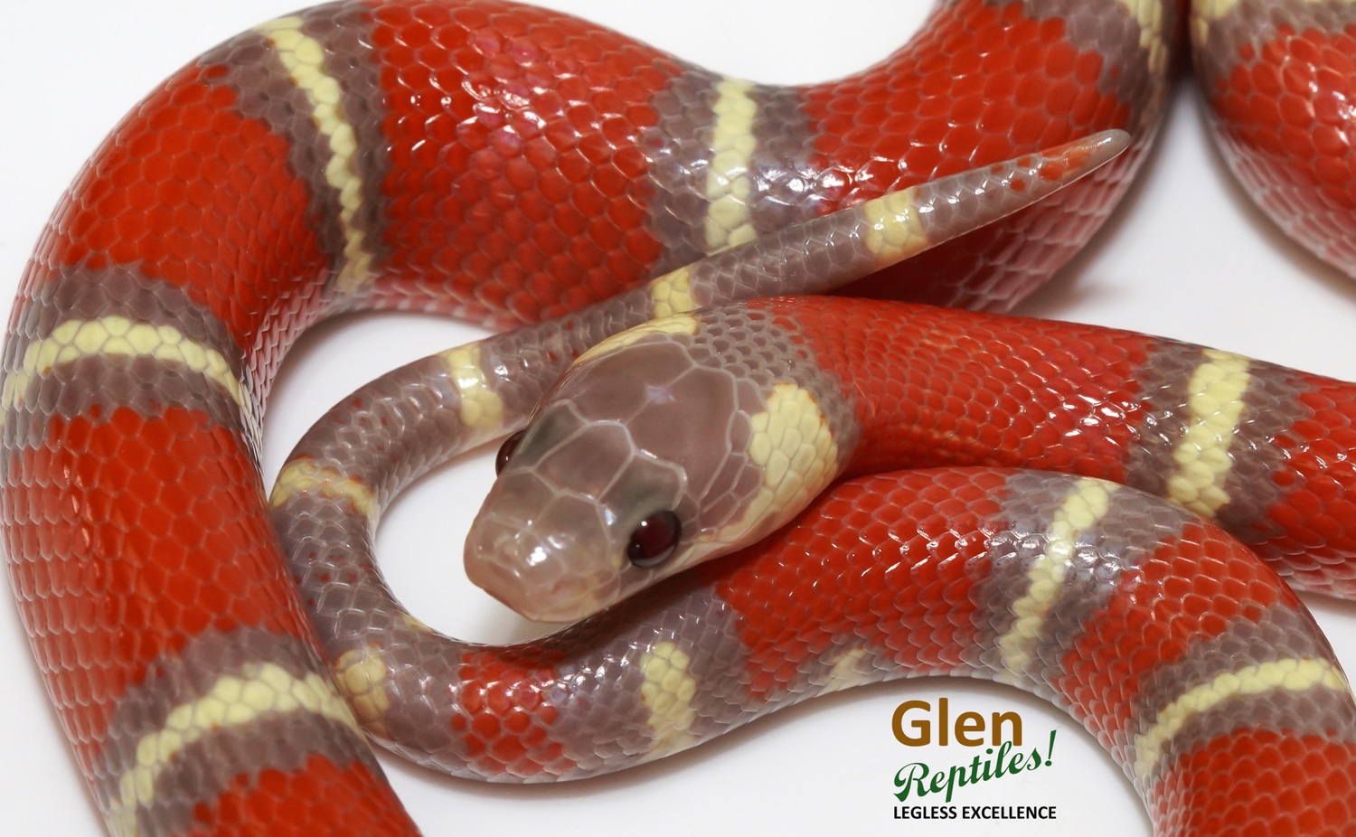 T-positive Albino Nelson's Milk Snake by Glen Reptiles - MorphMarket