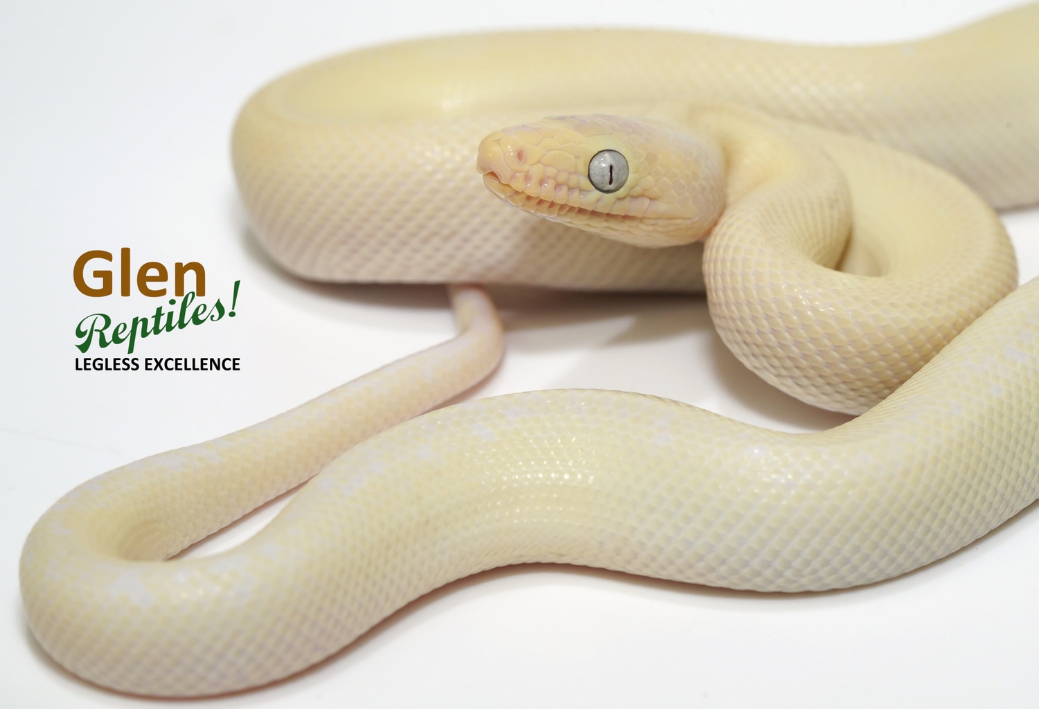 Blue Eyed Leucistic CRB Colombian Rainbow Boa by Glen Reptiles ...