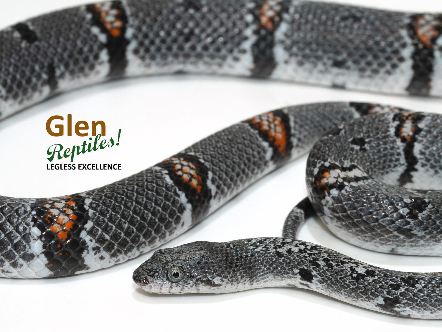 Nine Mile North Alerna Gray-banded Kingsnake by Glen Reptiles - MorphMarket