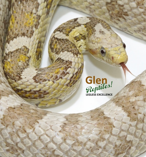 Het Scaleless Breeding Male Corn Snake by Glen Reptiles