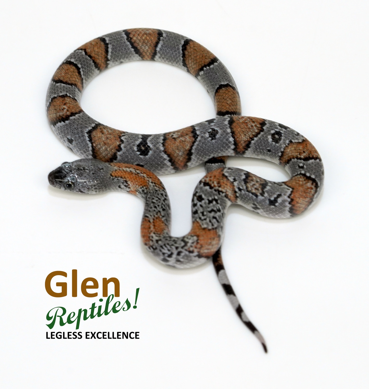 2.1 Black Gap Reverse Trio - OUT Of EGG Gray-banded Kingsnake by Glen ...