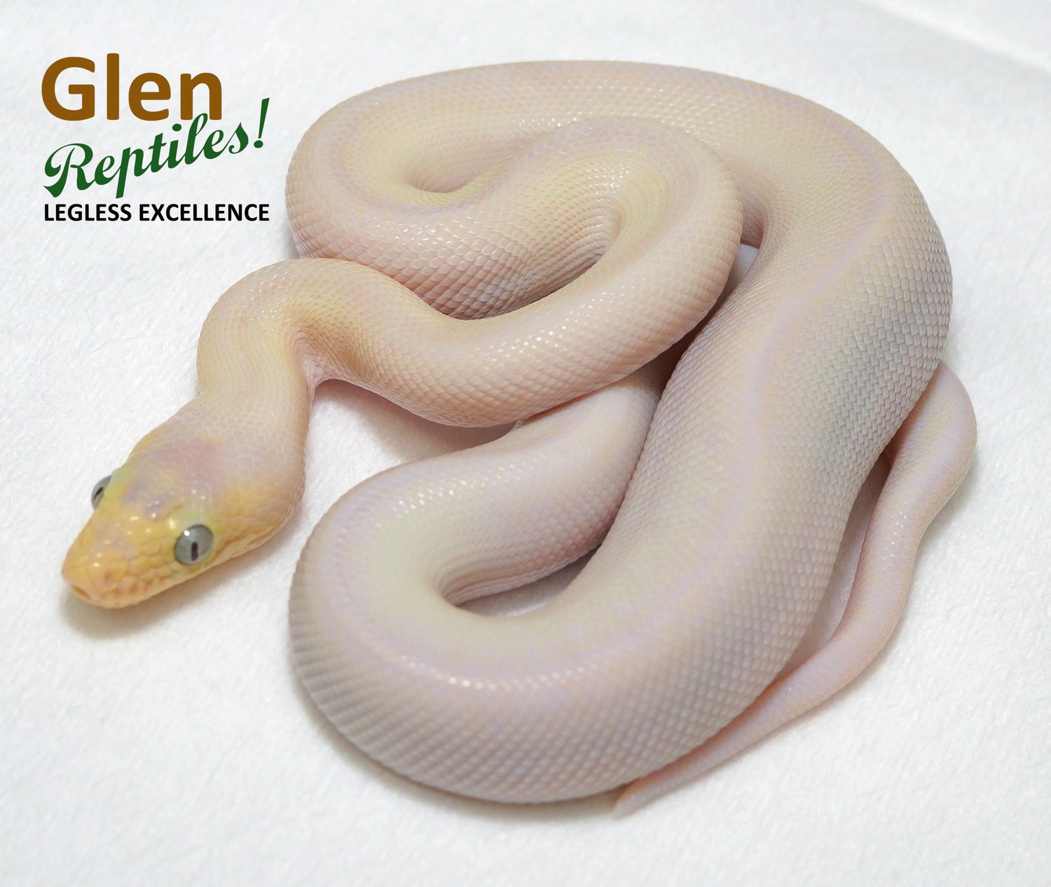Blue Eyed Leucistic CRB Colombian Rainbow Boa by Glen Reptiles ...